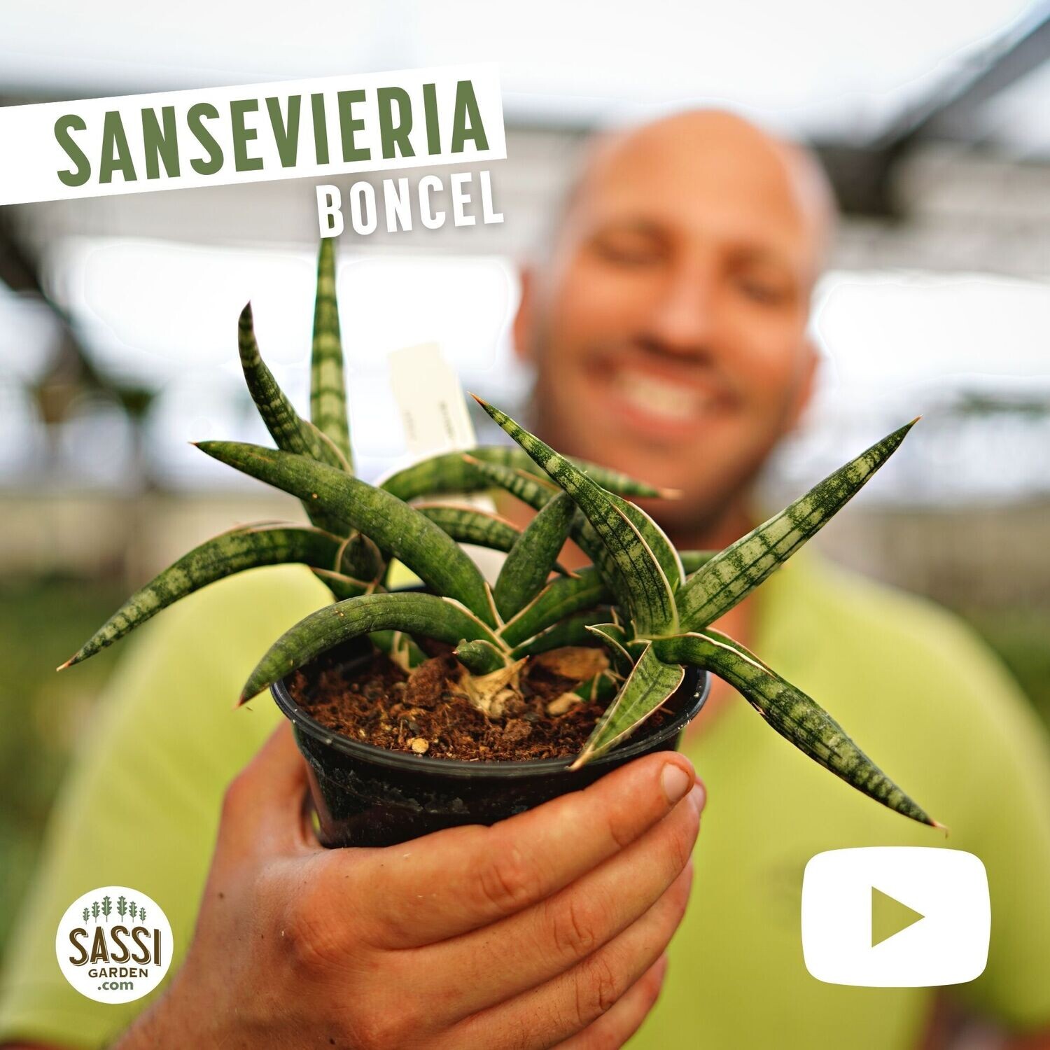 Sanseveria Sansevieria Boncel vaso 10