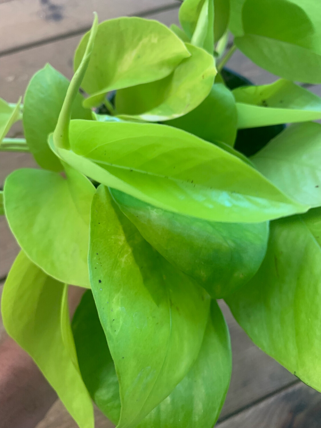 Potus Gold, Epipremnun Scindapus, Potos, Pothos, Photus - vaso Ø12 cm