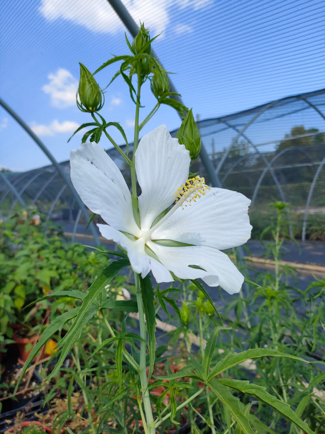 Hibiscus Coccineus "Alba" vaso 24 cm