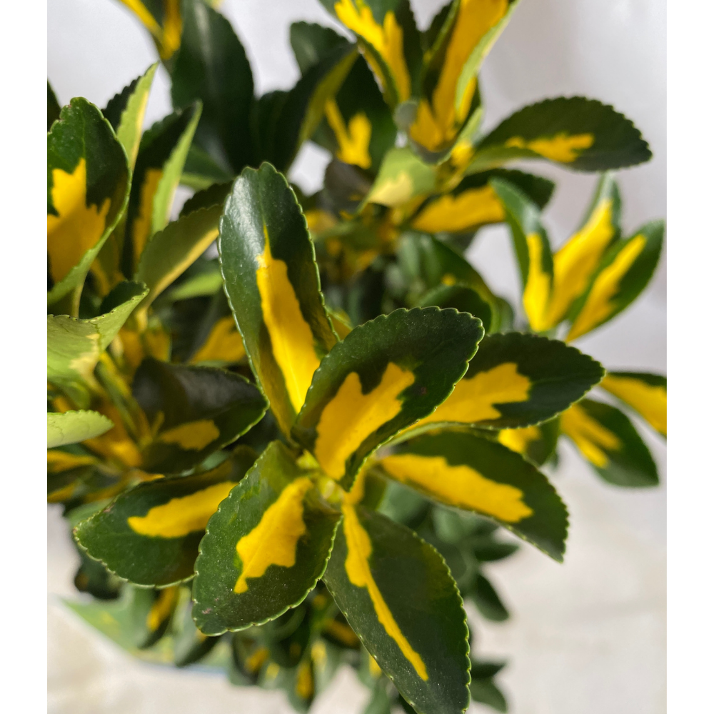 Evonimo Euonymus Variegato LIVORNESE