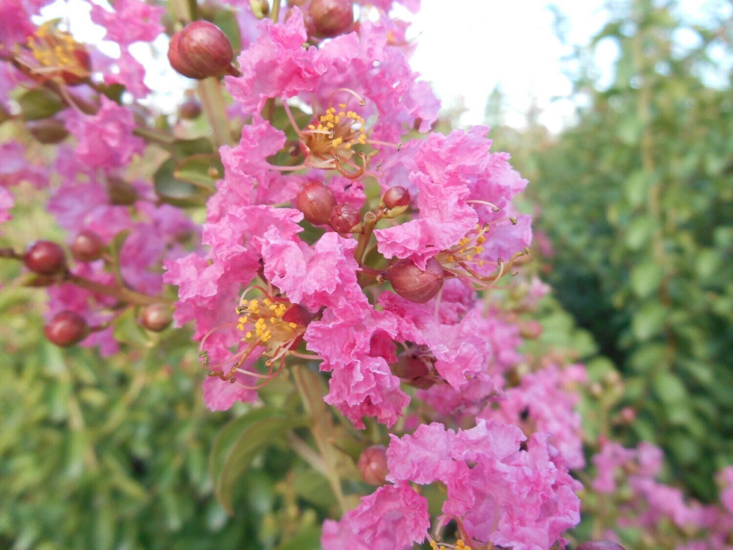 LAGERSTROEMIA indica Lagestroemia indica