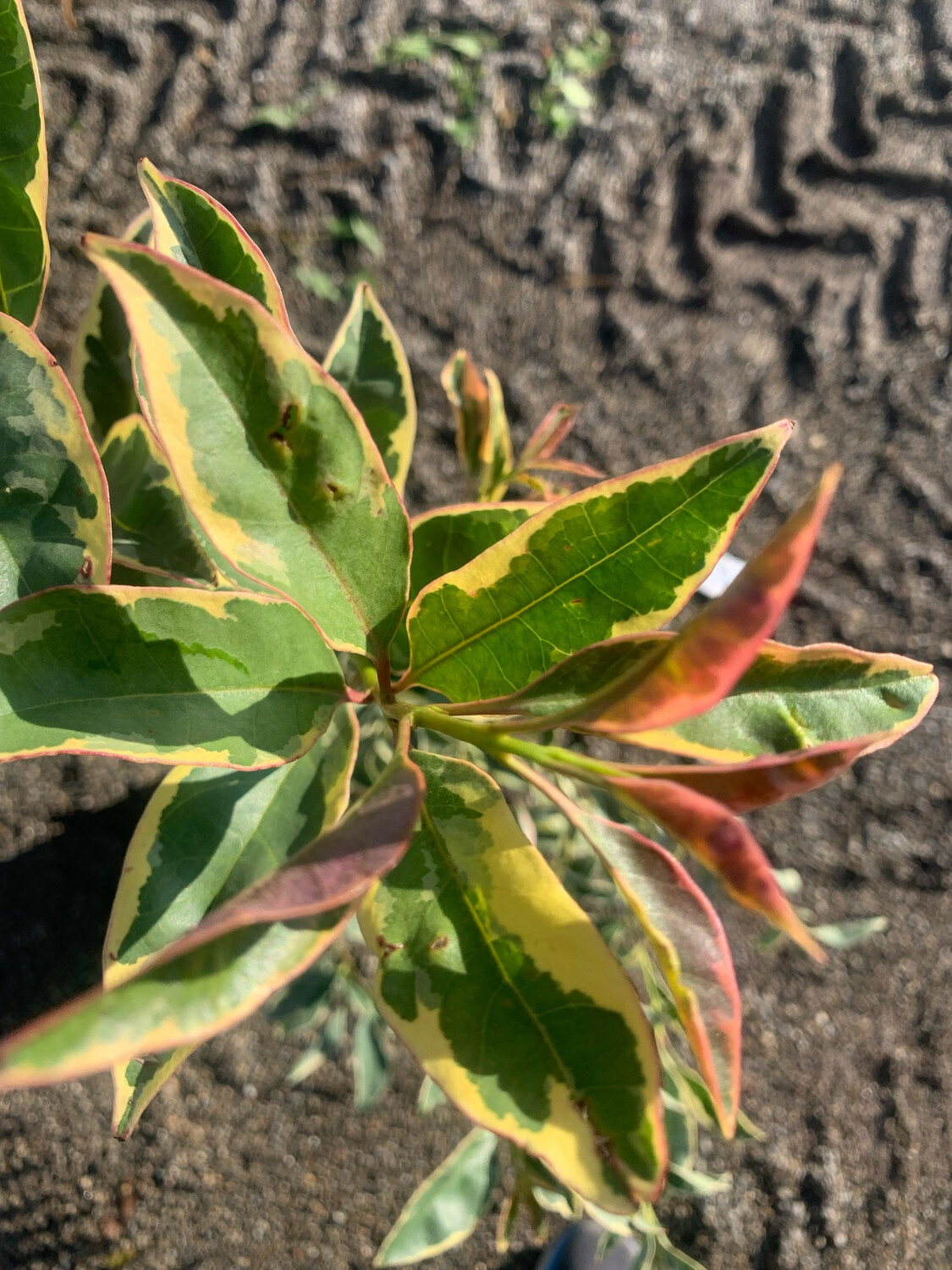 Ligustro Japonica Variegata ligustrum vaso 24