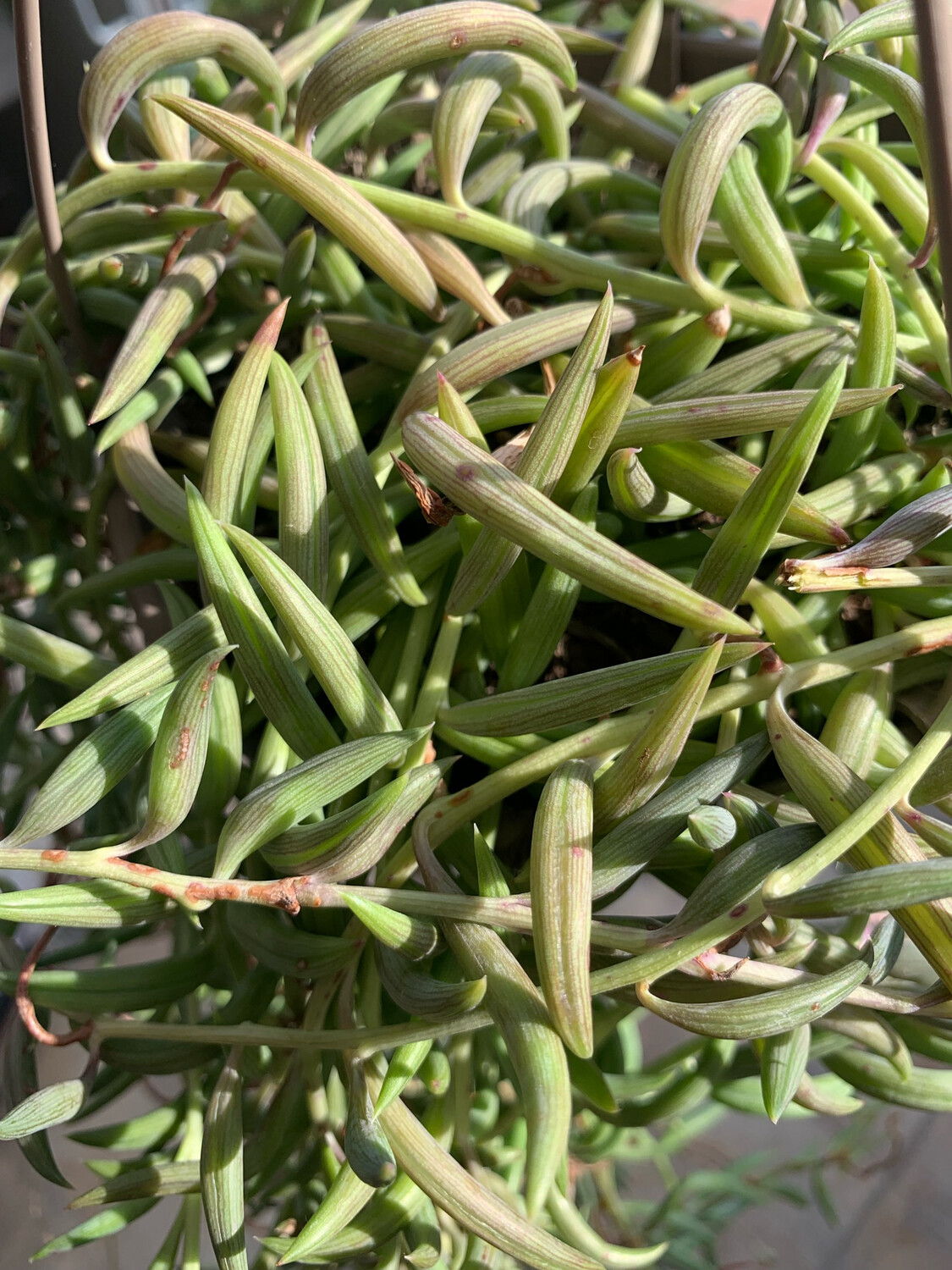 SENECIO RADICANS GLAUCA STRING OF BANANAS - basket 15. SENECIO COLLANA ...