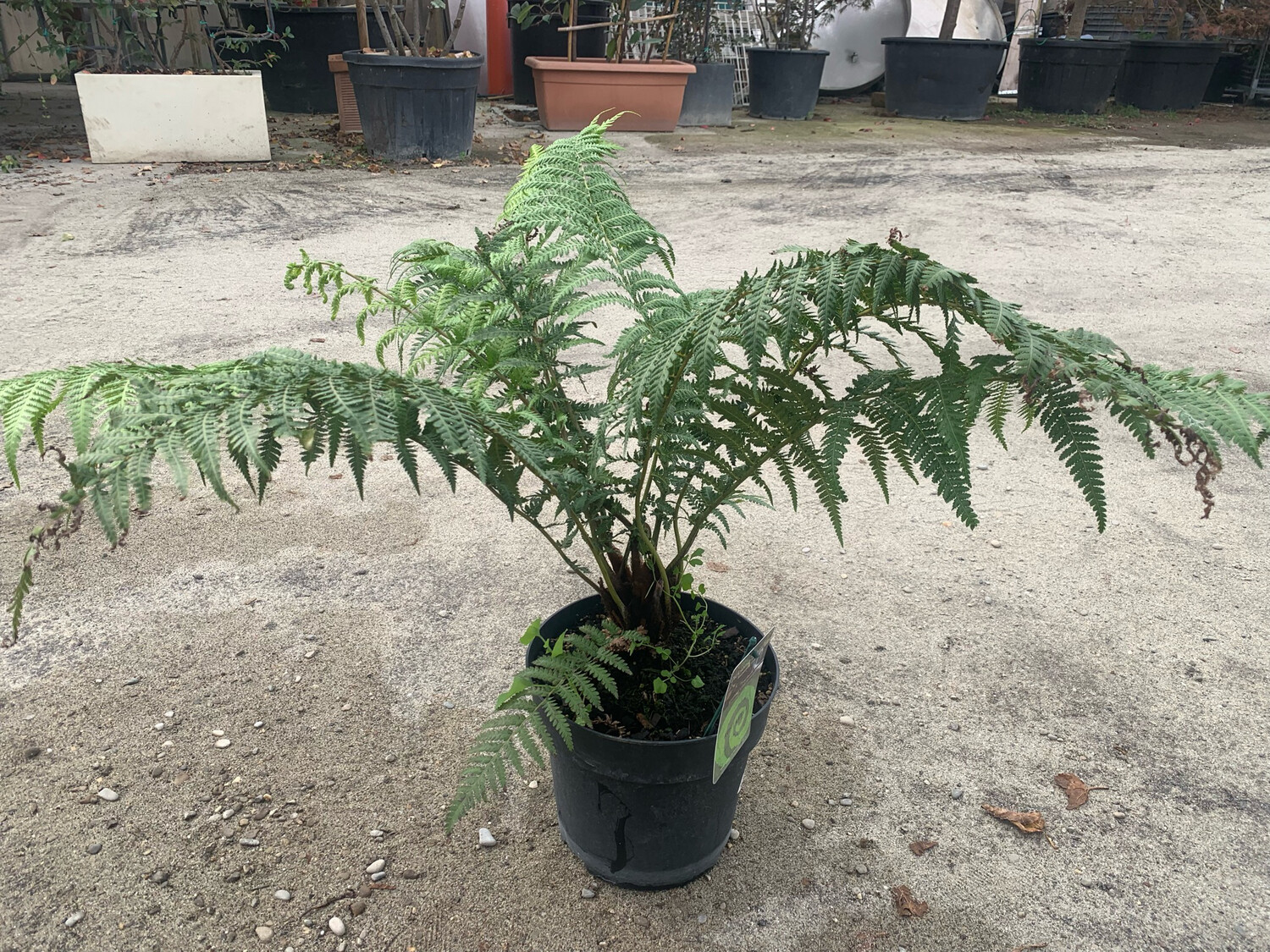 Felce da Esterno Dicksonia Antartica vaso 23cm