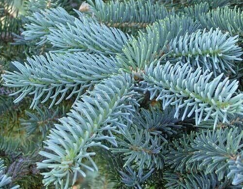 Picea pungens 'Super Blue' - Abete Blu - Pino Argentato - Abete azzurro ...