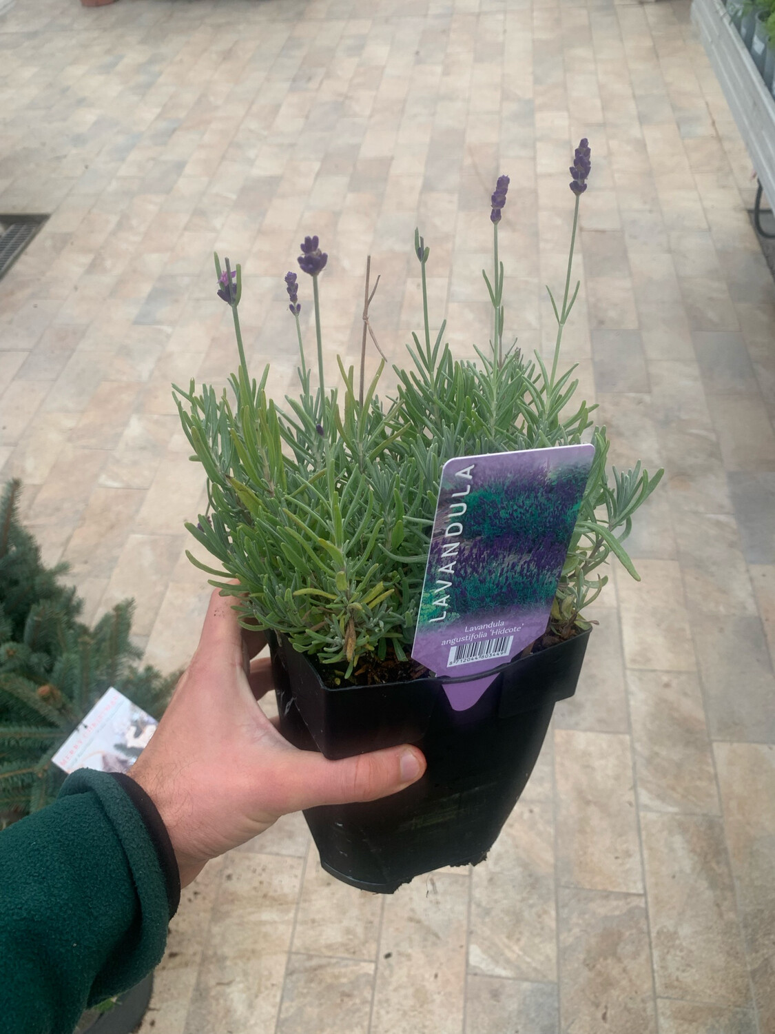 LAVANDA ANGUSTIFOLIA “HIDCOTE BLUE” - v14 LAVANDA NANA