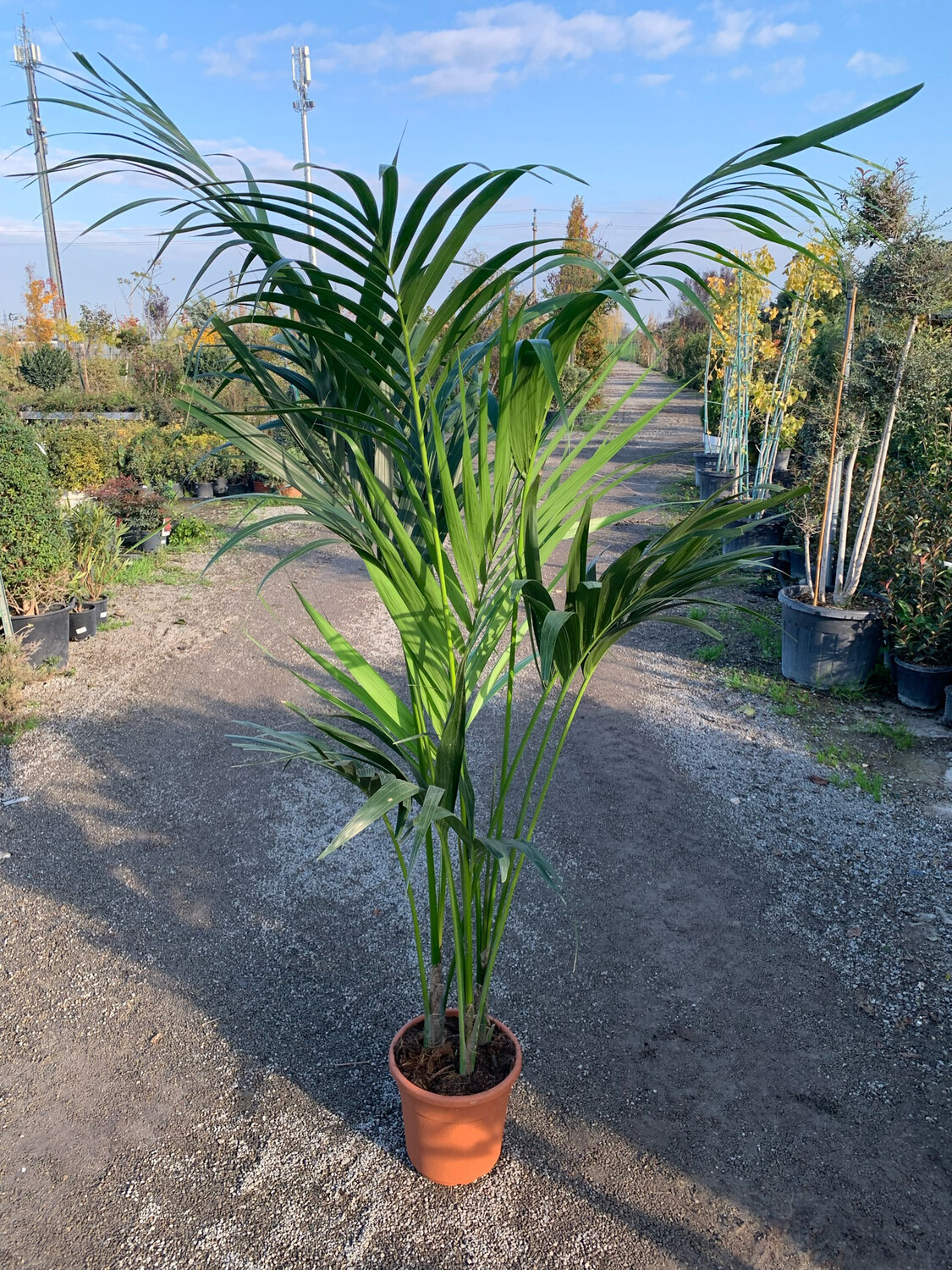 Kenzia, Kenthia, Howea forsteriana, Palma di Kentia - vaso Ø22 cm, h ...