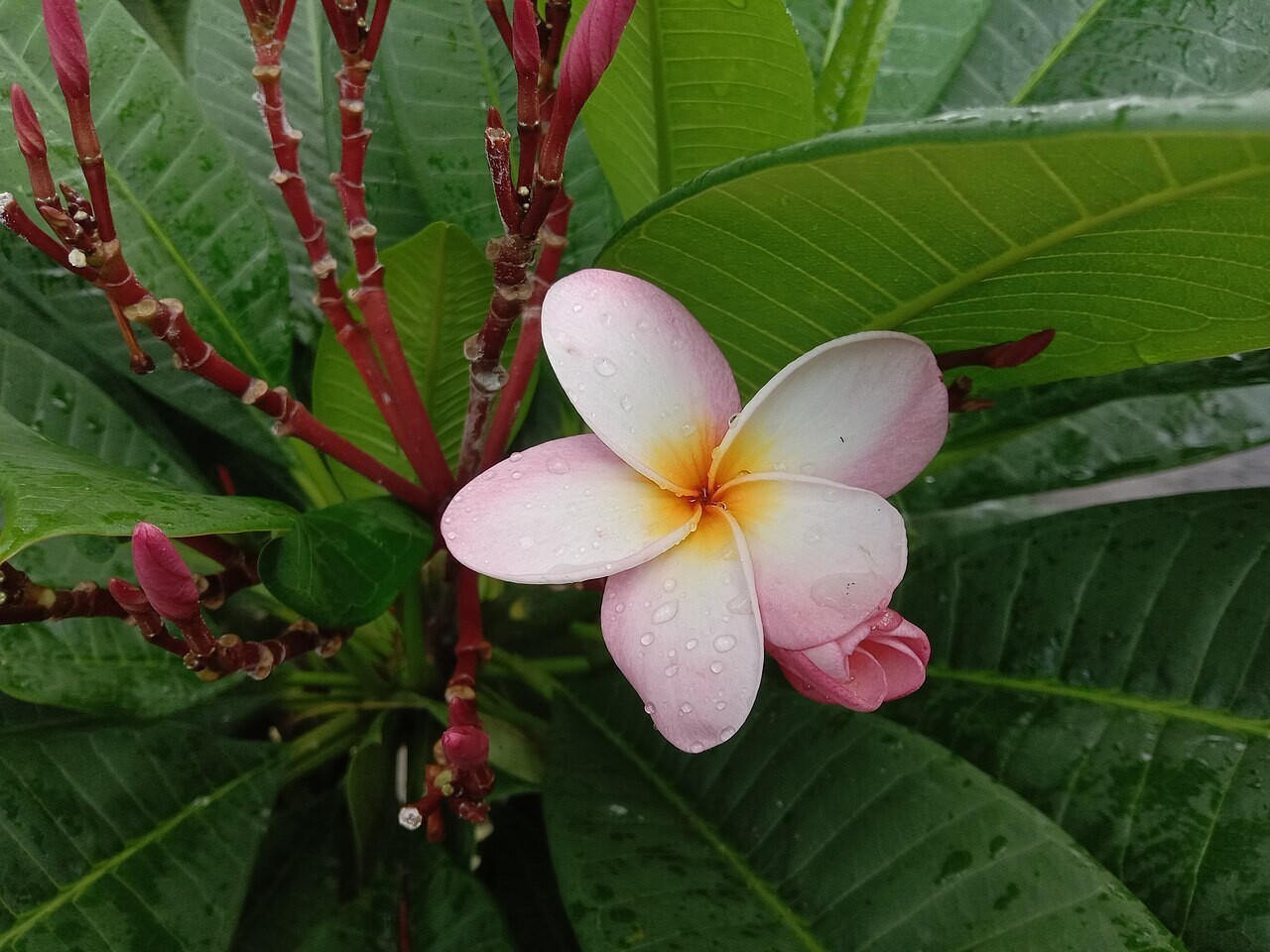 Plumeria rubra, frangipani, frangipane vaso 28 pianta xxl