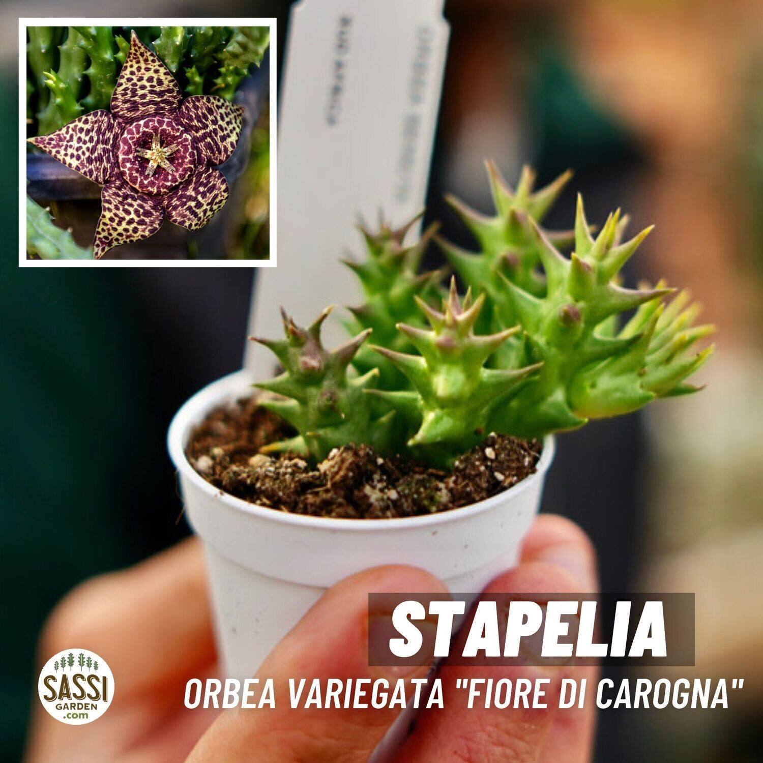 Stapelia Variegata orbea variegata “Fiore di Carogna”