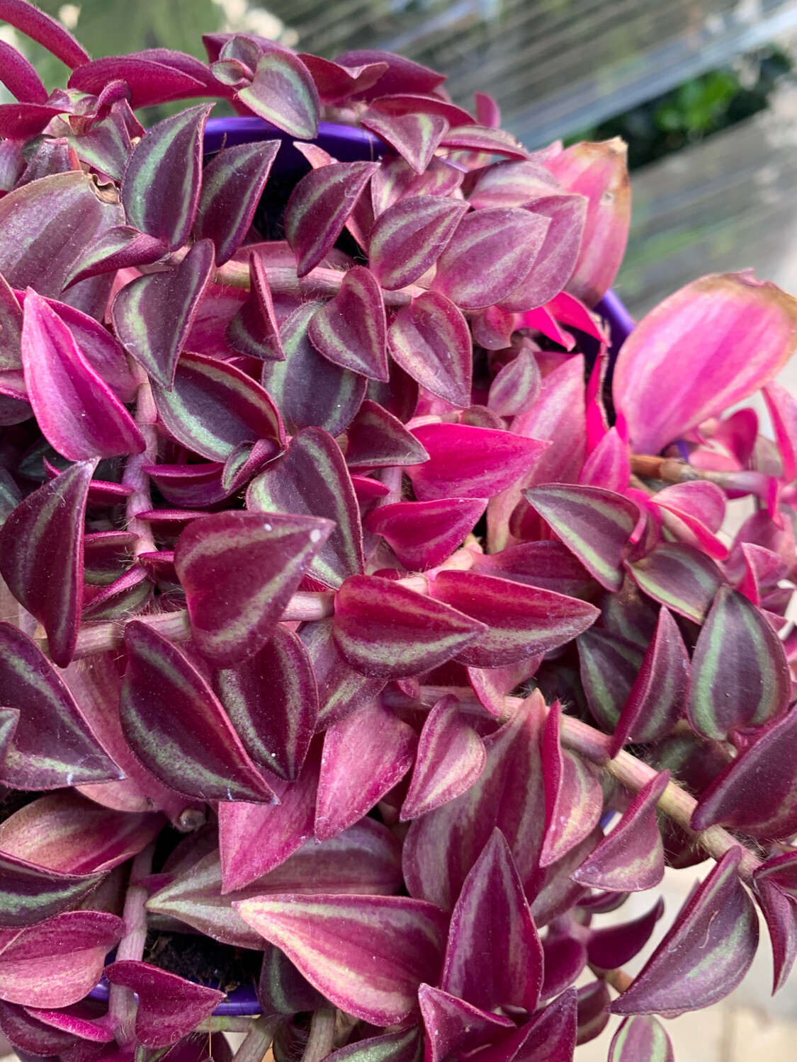 TRADESCANTIA Zebrina Purpusii ERBA MISERIA, Tradescanthia