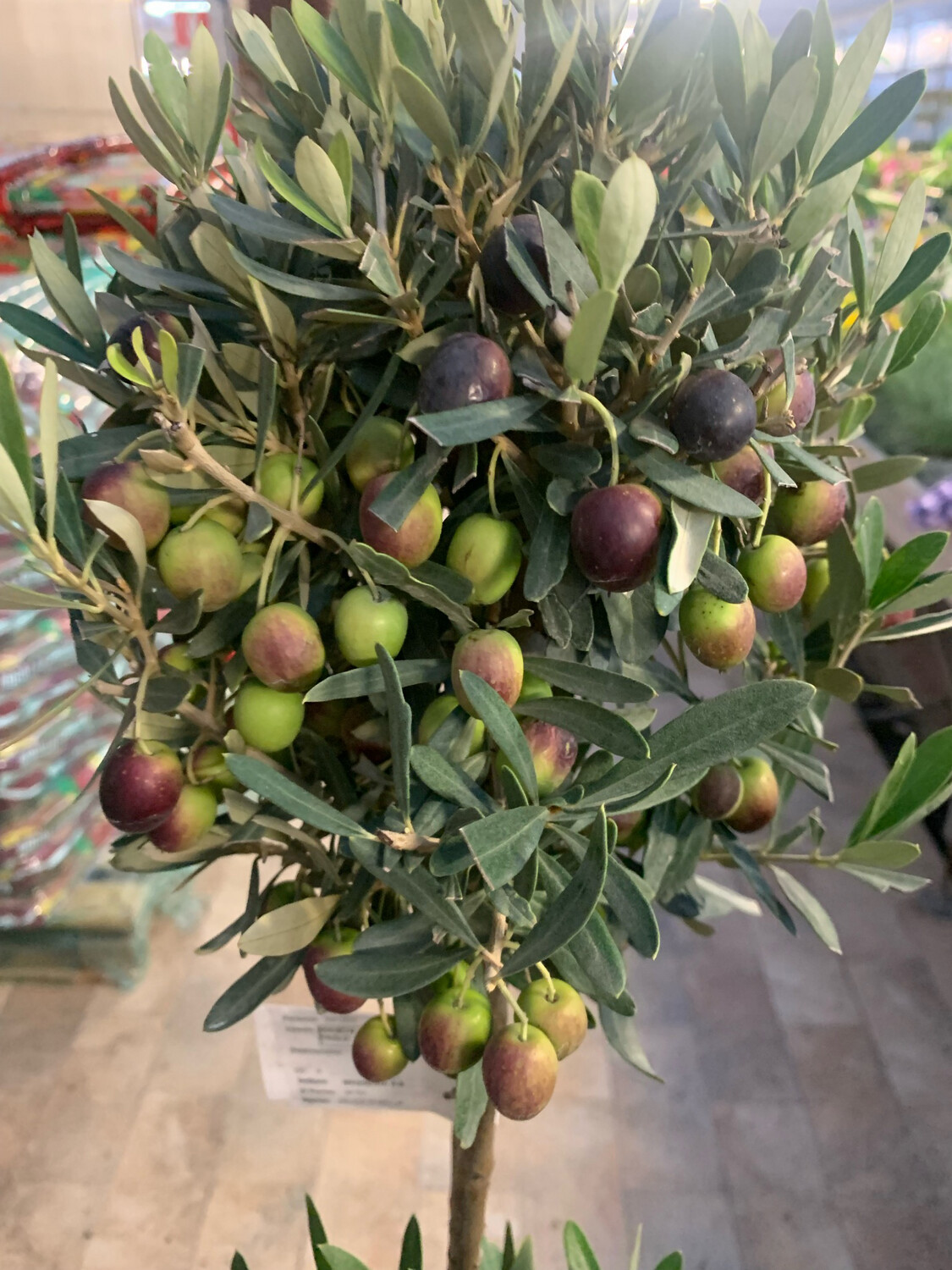 Ulivo Leccino Multi tronco - Olivo-Olea europaea var. Leccino - vaso 35