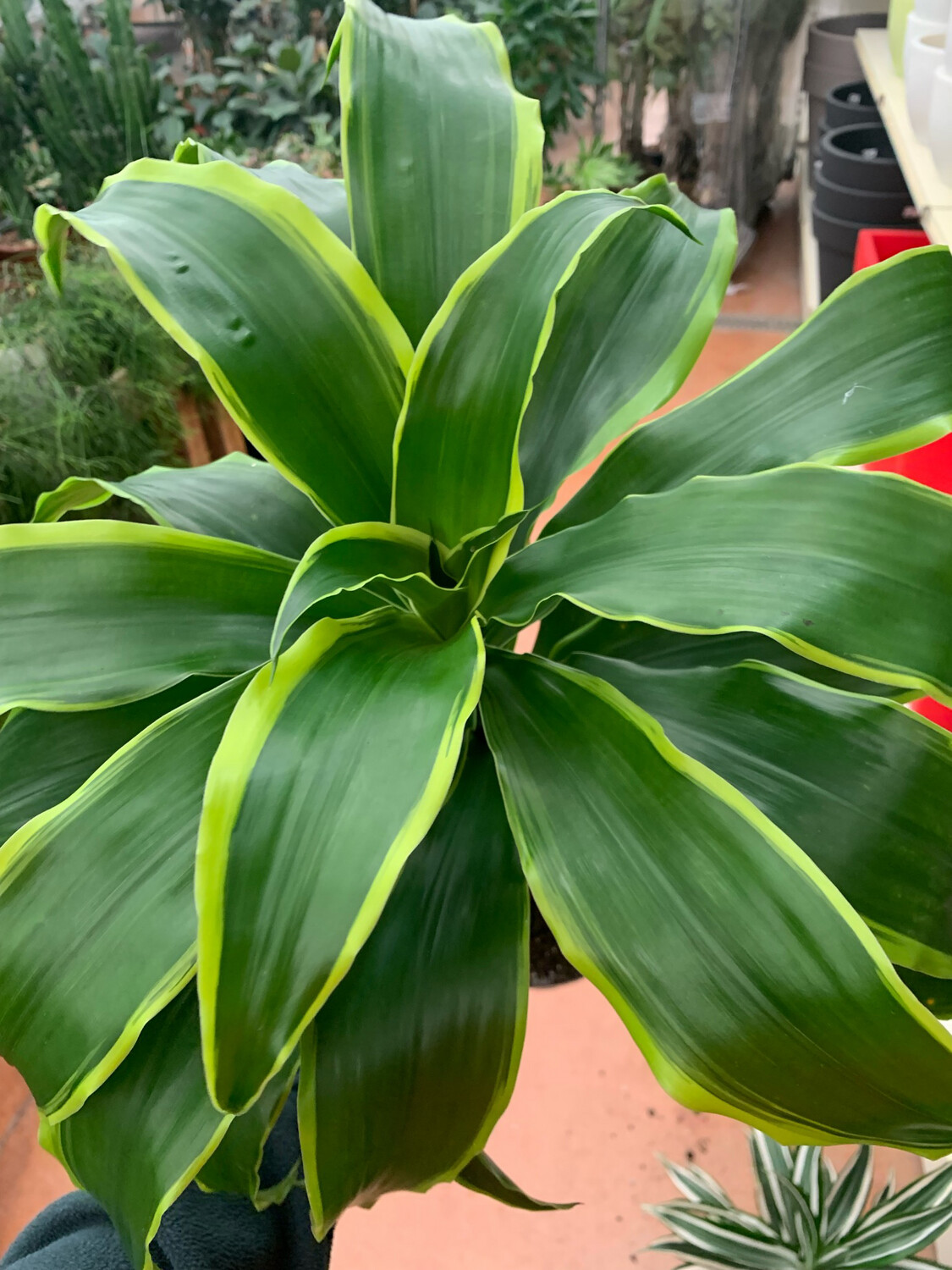 Dracaena Fragrans, Dracena, 'Dragon Dorado' vaso Ø 17cm