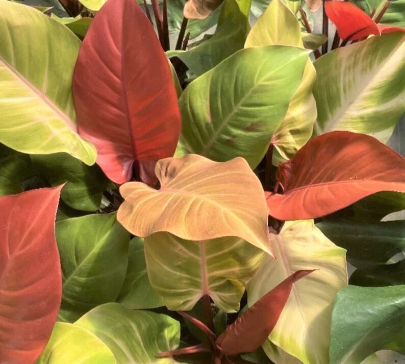 Philodendron 'Red Sun', Filodendro - vaso Ø11 cm