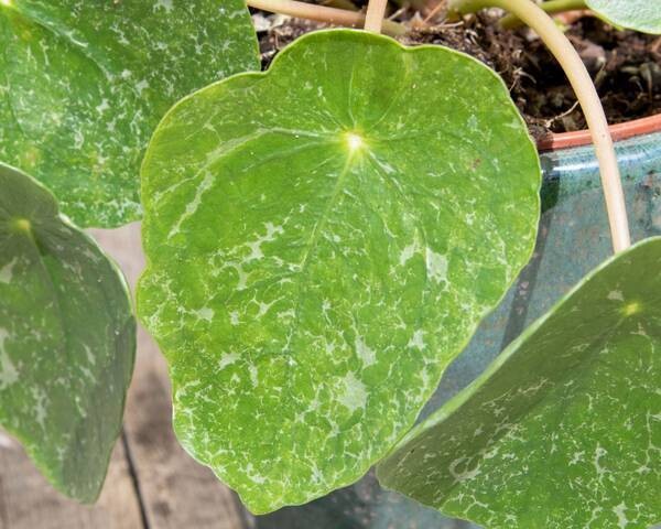 Pilea peperomioides 'Sugar', Pianta delle Monete - vaso Ø13 cm