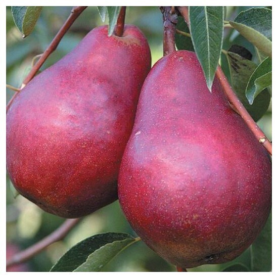 Pero William rosso, Pera, Pyrus communis - vaso Ø25 cm