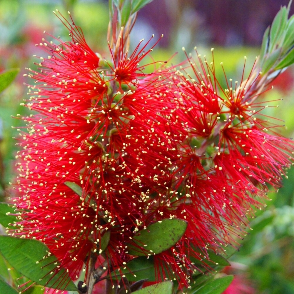 Callistemon laevis - vaso 24