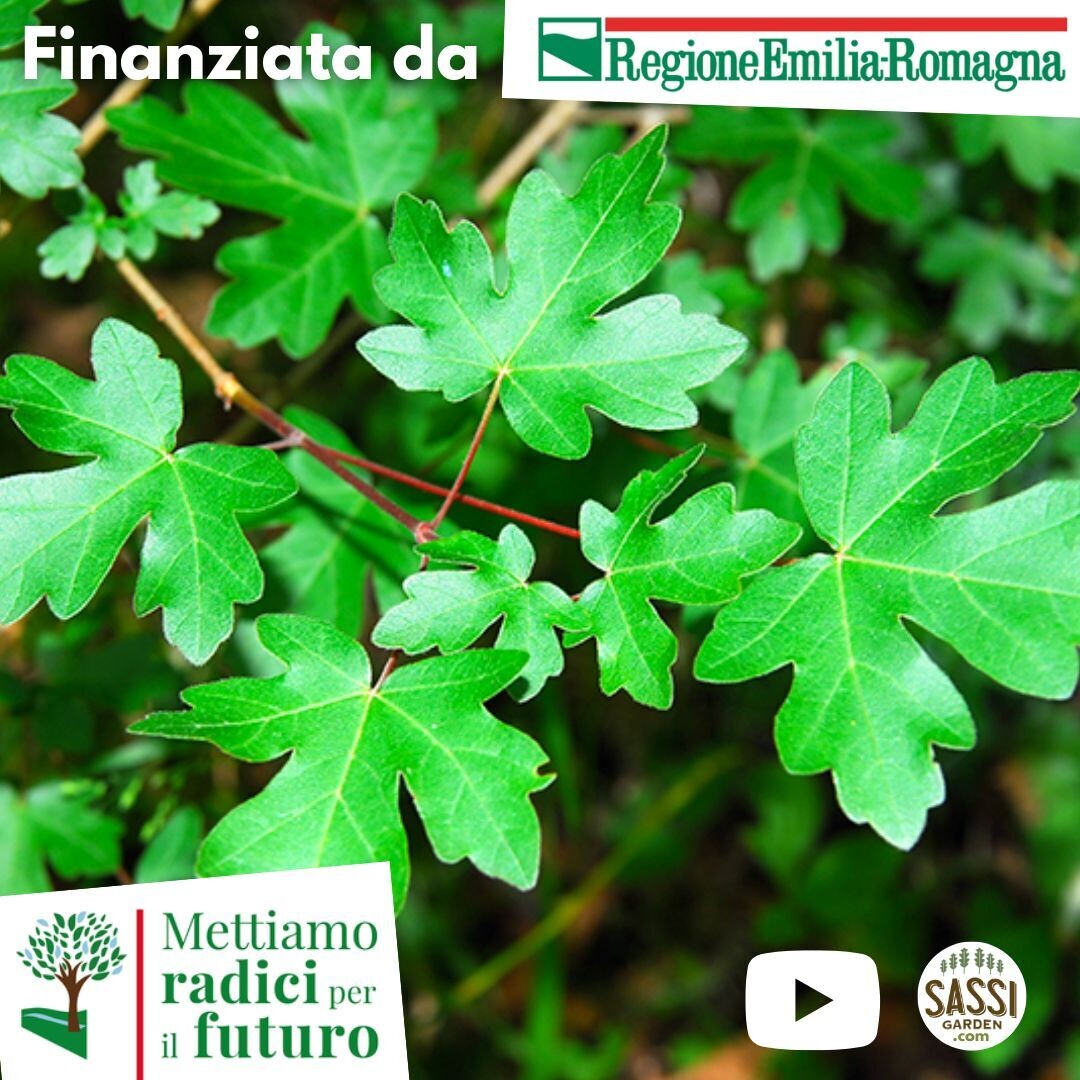 BANDO REGIONE ER - ALBERO - Alnus glutinosa, Ontano Nero/Ontano Comune ...