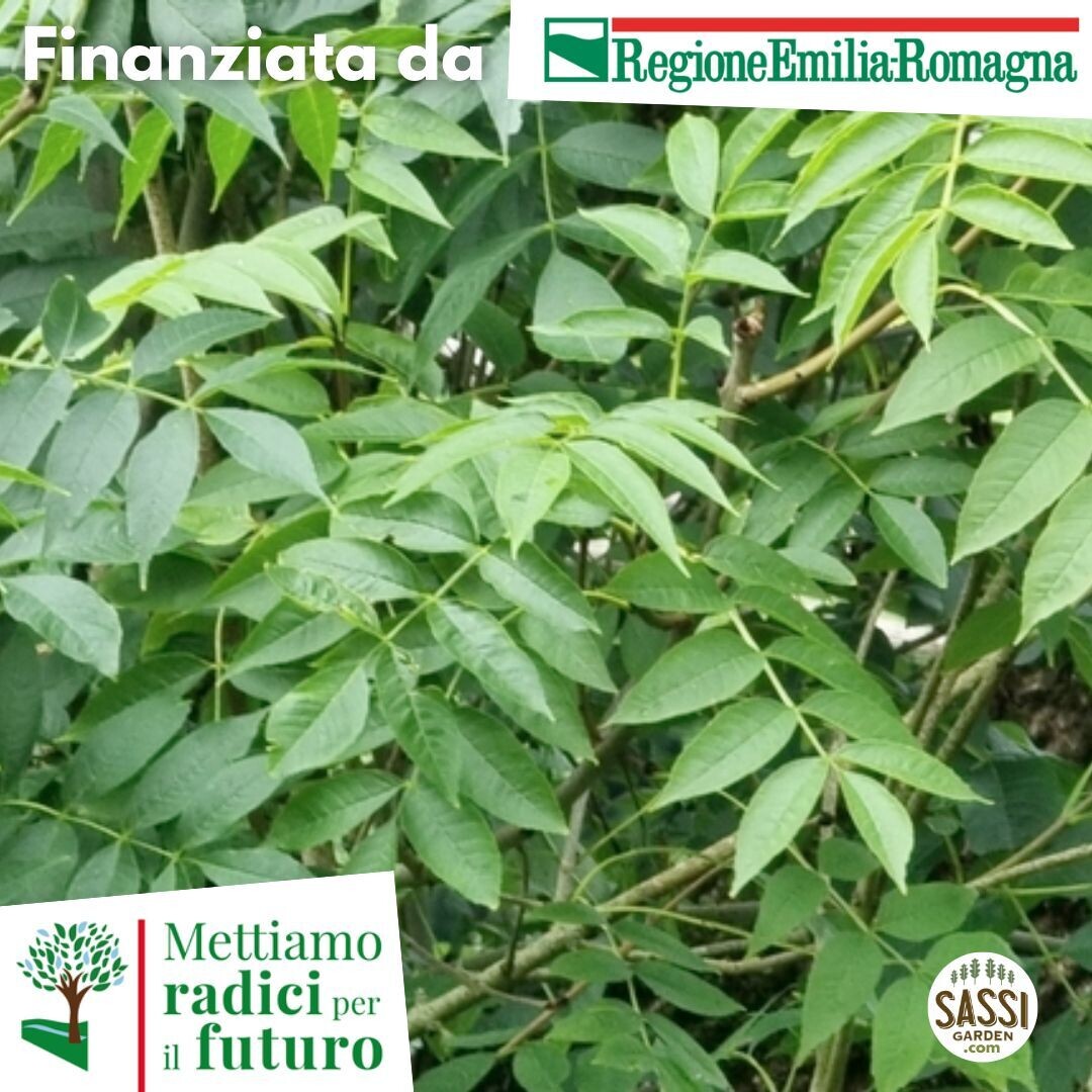 BANDO REGIONE ER AGR - Fraxinus excelsior, Frassino Maggiore/ Frassino ...