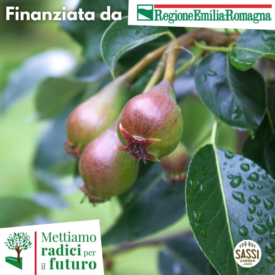 BANDO REGIONE ER Pyrus Pyreaster / Pero Comune