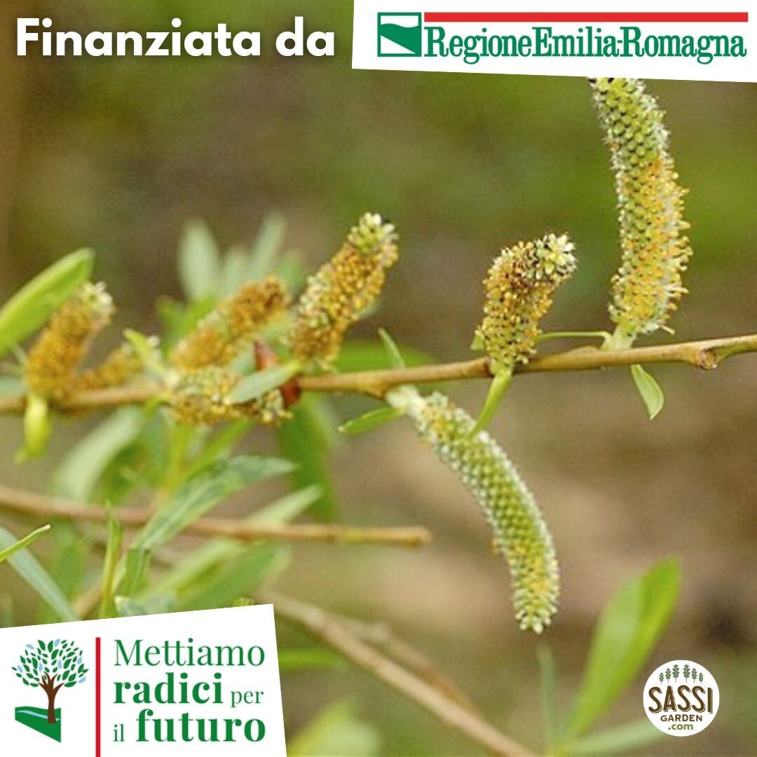BANDO REGIONE ER Salix Purpurea / Salice rosso