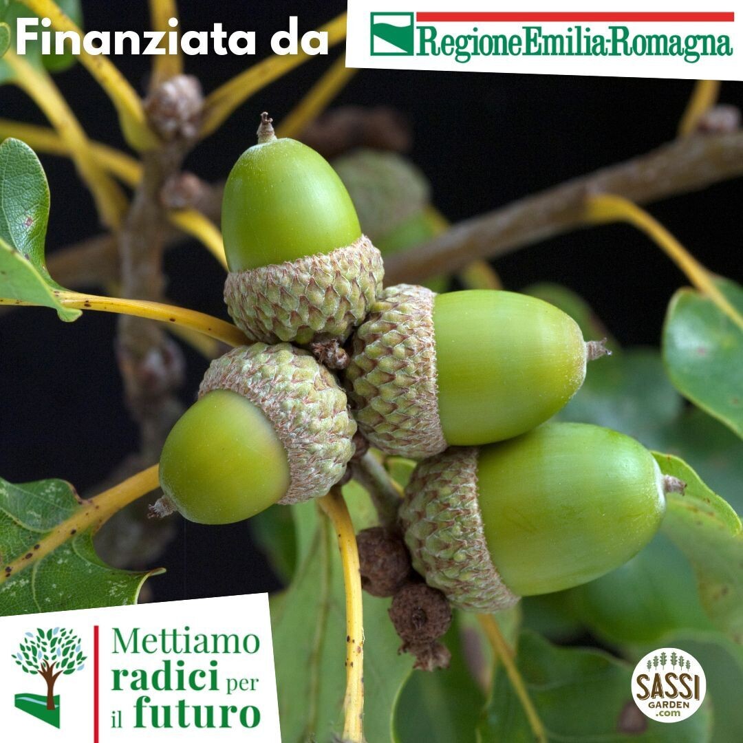 BANDO REGIONE ER ALBERO Quercus Robur / Quercia Farnia