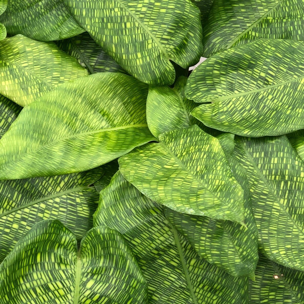 Calathea musaica ' Network ' - vaso 14