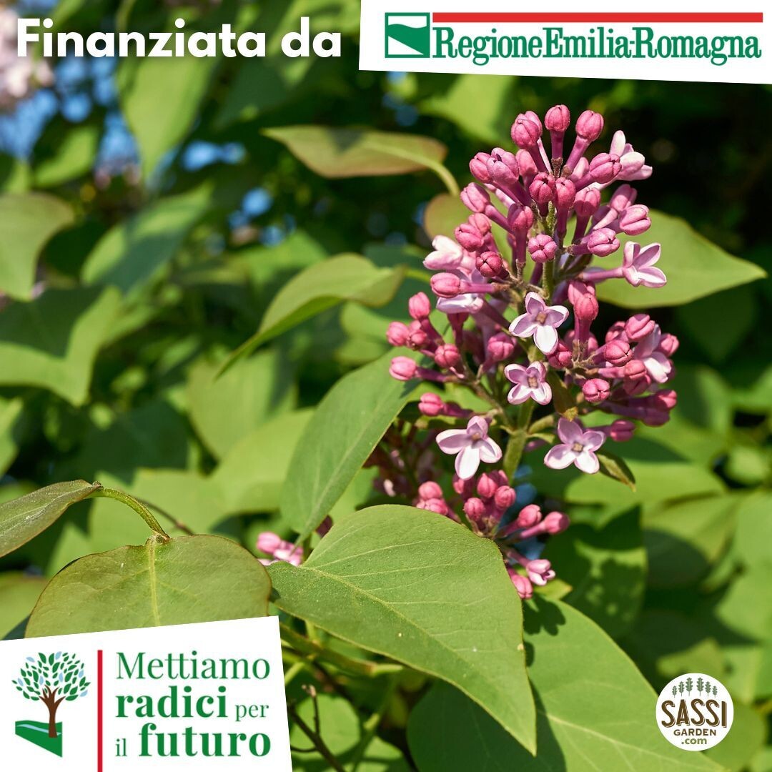 BANDO REGIONE ER AGR Syringa vulgaris, Lillà comune/Serenella - PIANTA ...