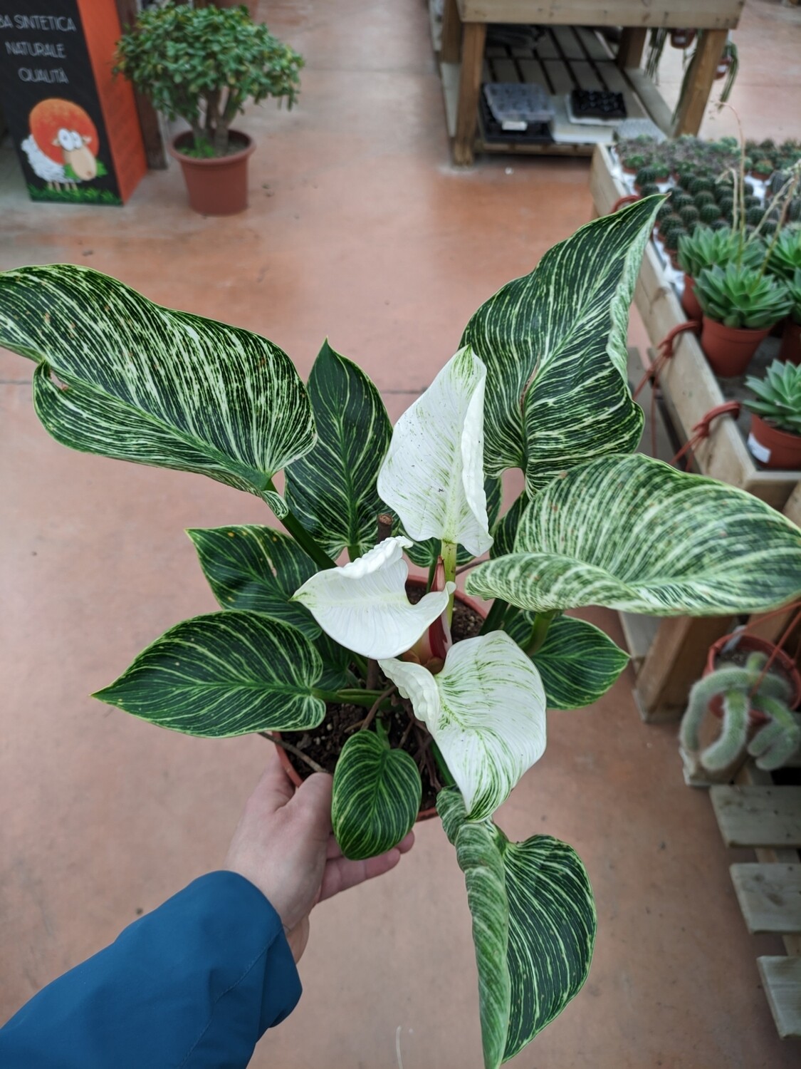 PHILODENDRON BIRKIN White Wave / Philodendro Zebra vaso 19 cm