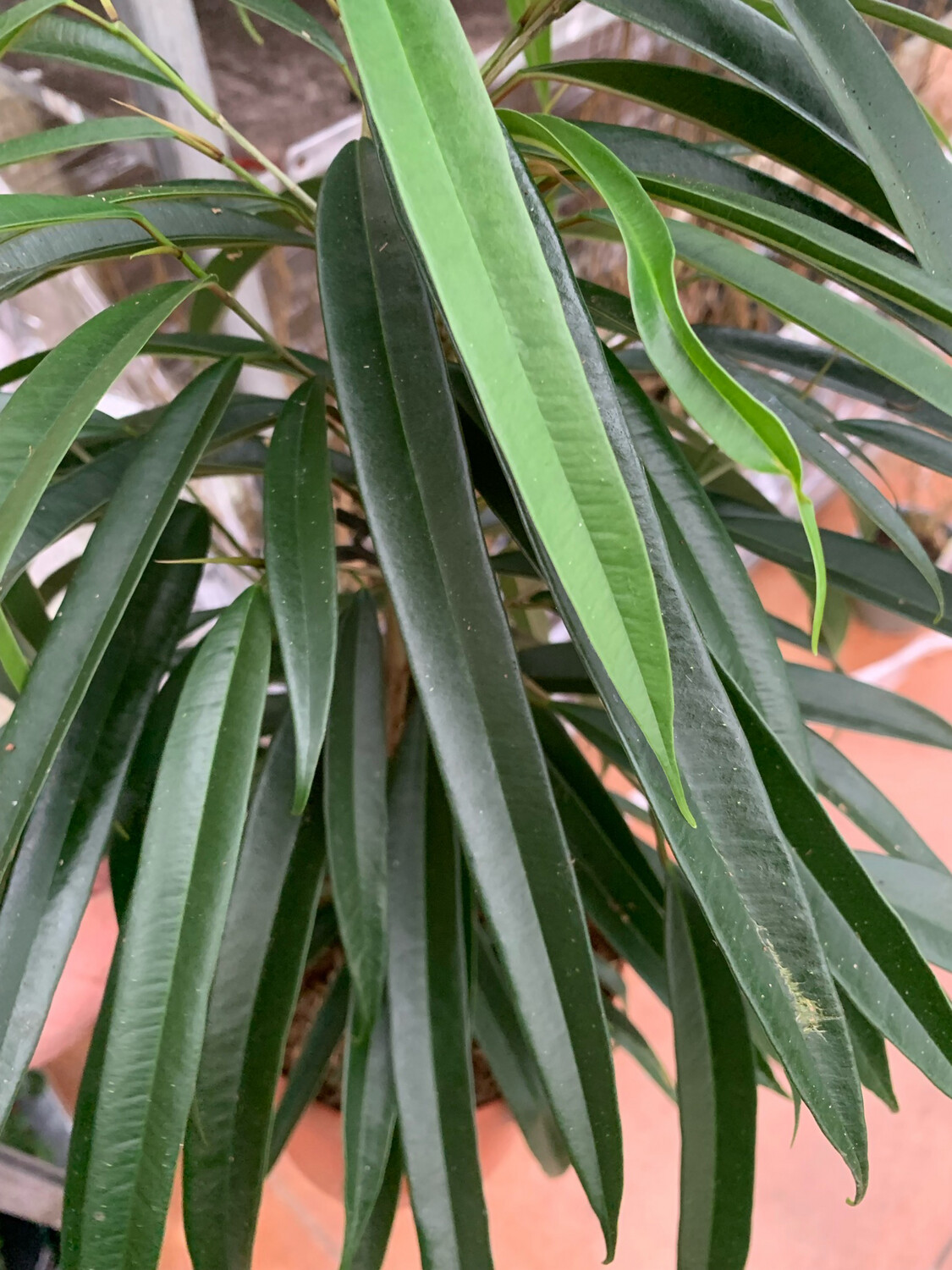 Ficus binnendijkii “ Alii ” - Vaso 17 h 70