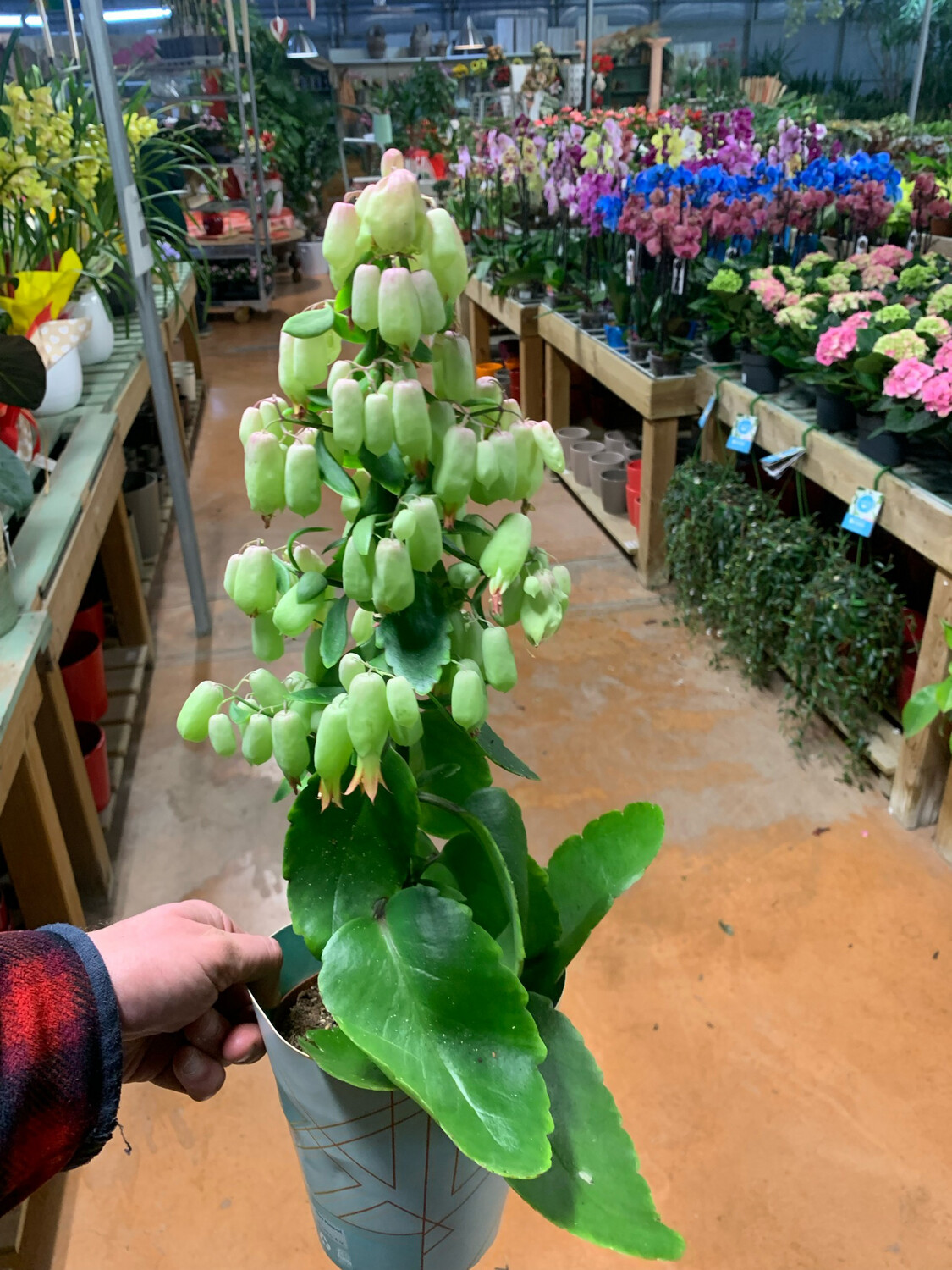 Kalanchoe Magic Bells vaso 13cm