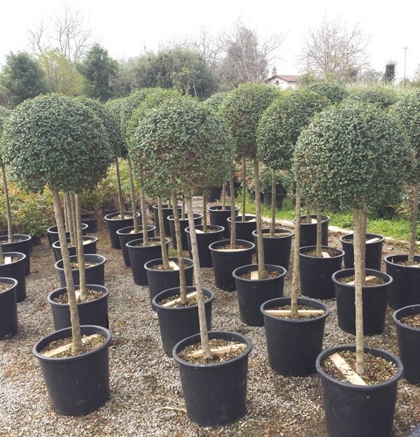 Ligustrum jonandrum - Ligusto ad Alberetto - mastellino 33 h 140-150