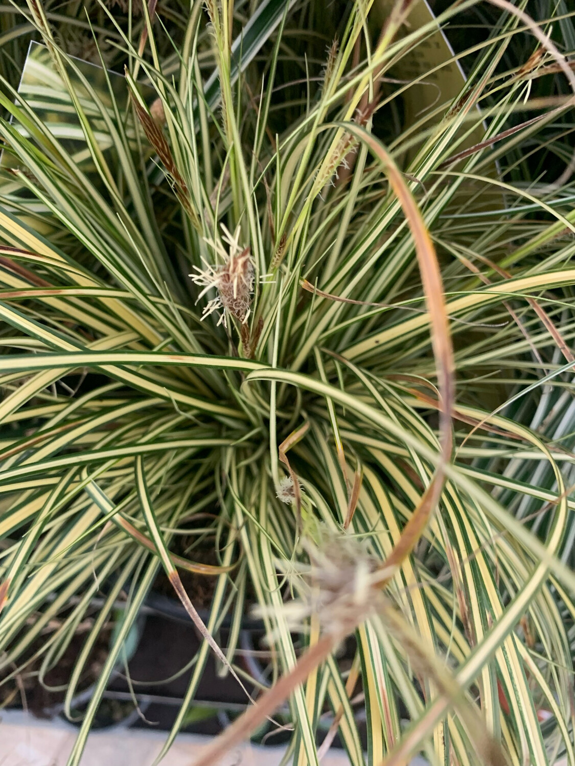 Carex Oshimensis 'Evergold' - vaso Ø13 cm