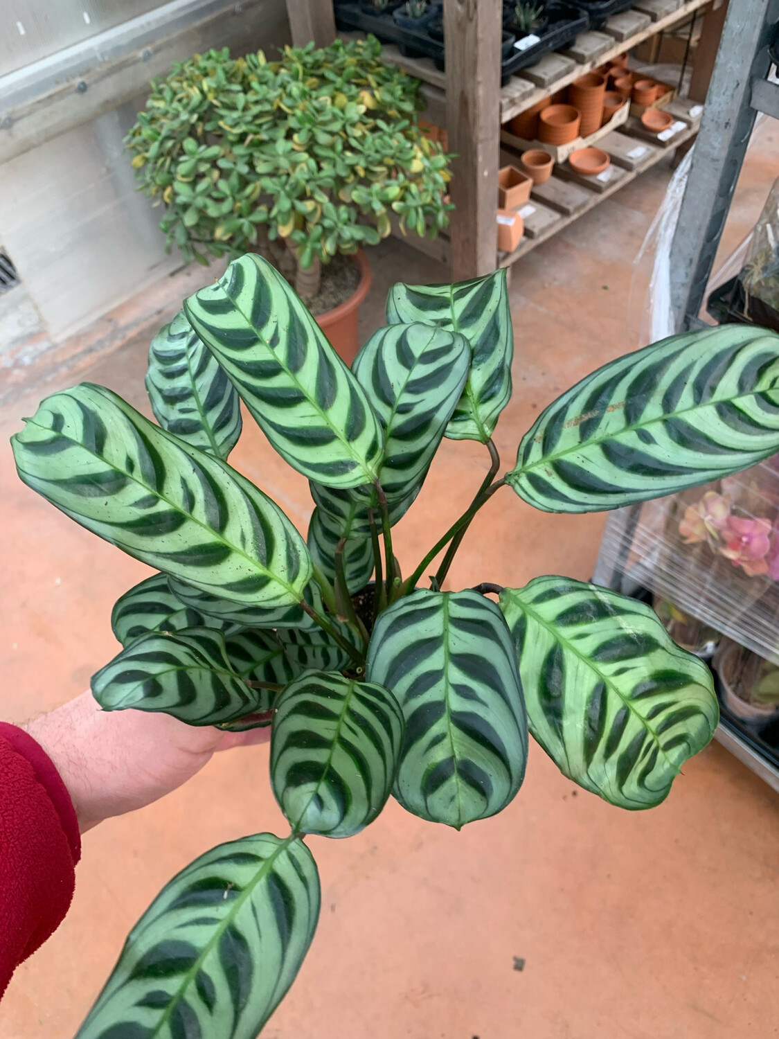 Maranta Leuconeura " Amabilis "vaso 12 cm