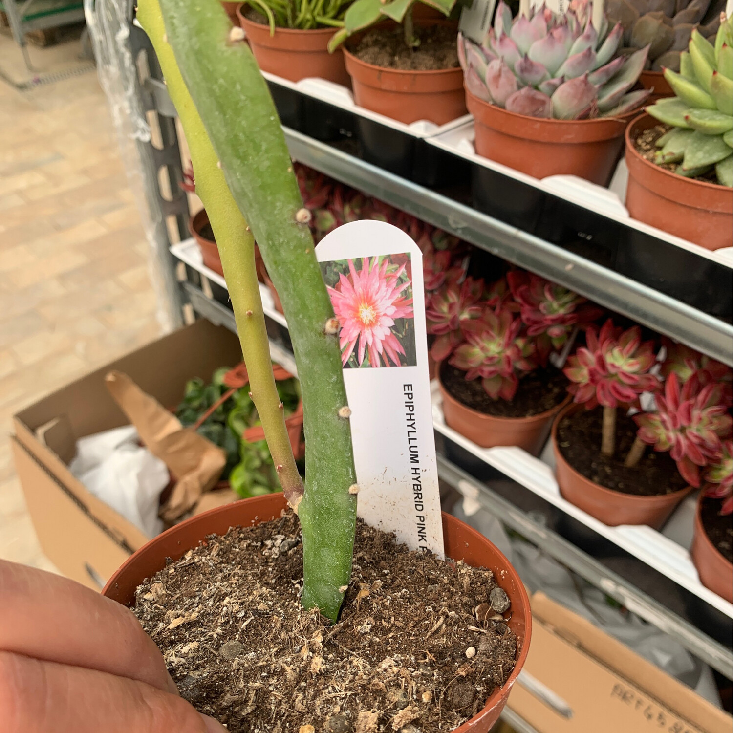 LINGUA DI SUOCERA EPIPHYLLUM vaso cm 10,5 NEW DAY (fiore rosa tenue ...