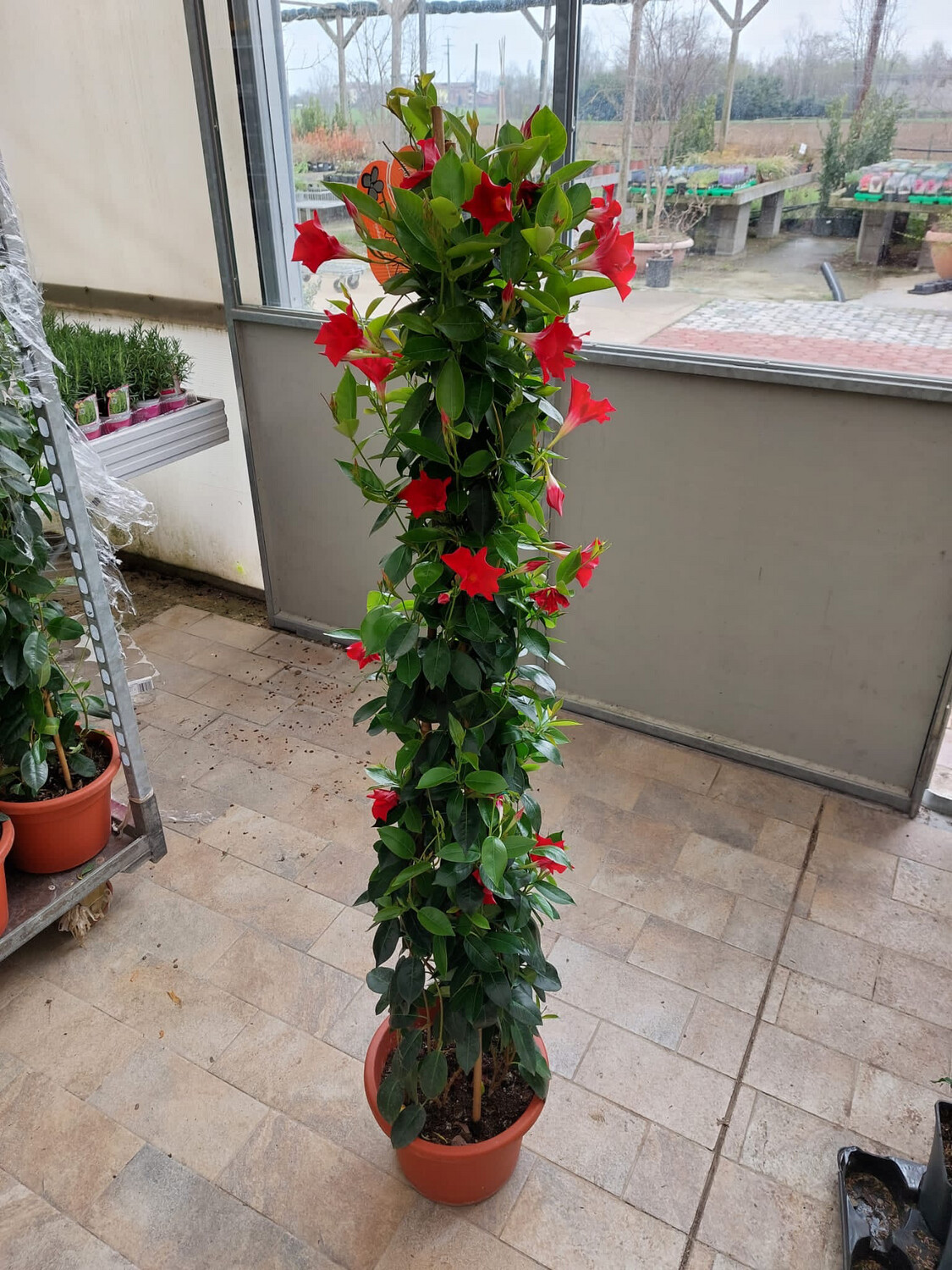 Dipladenia - Mandevilla sanderi - vaso Ø 26cm H 150cm