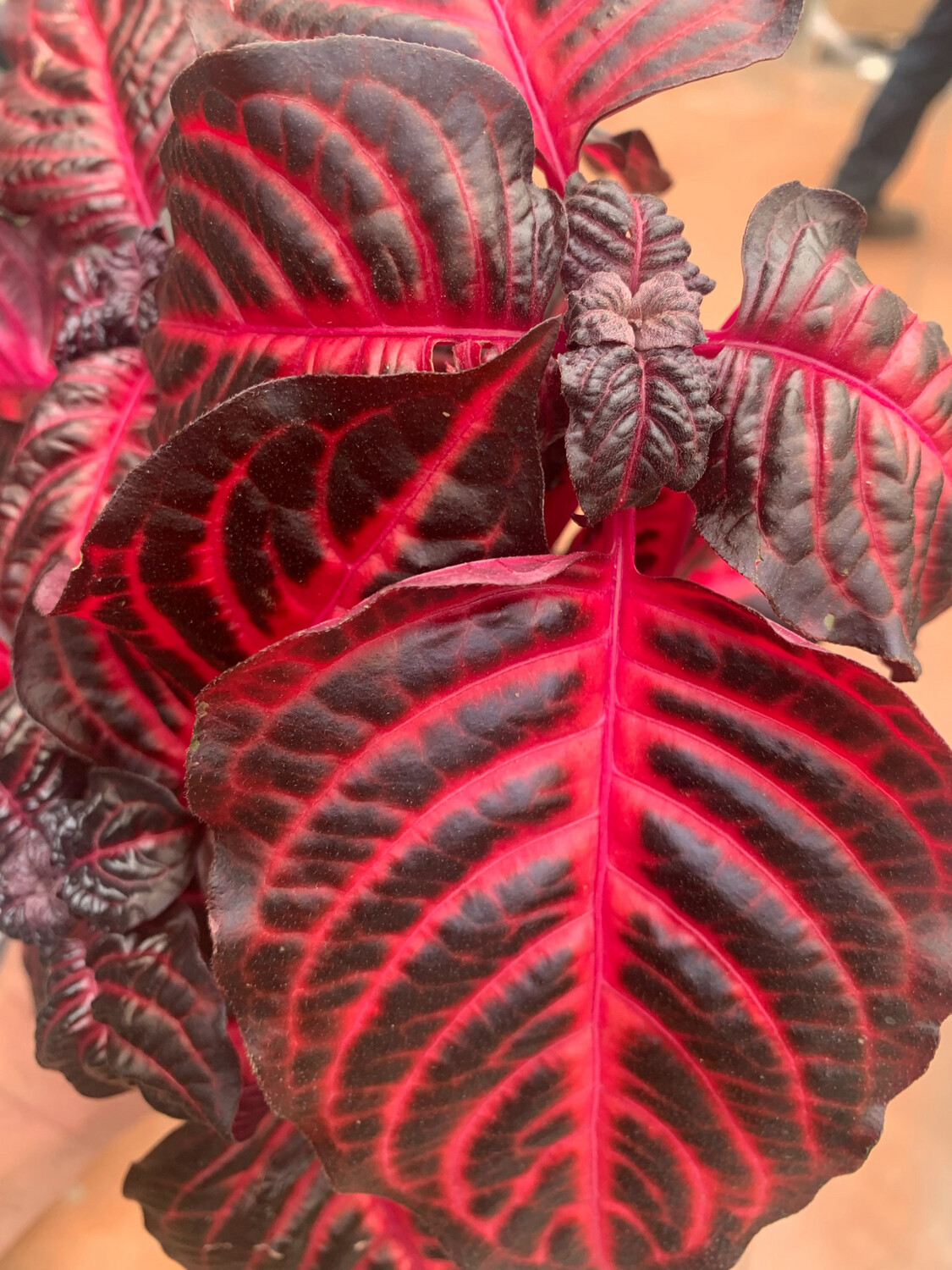 Iresine herbstii " Bloodleaf " - Pianta Bistecca - vaso 13