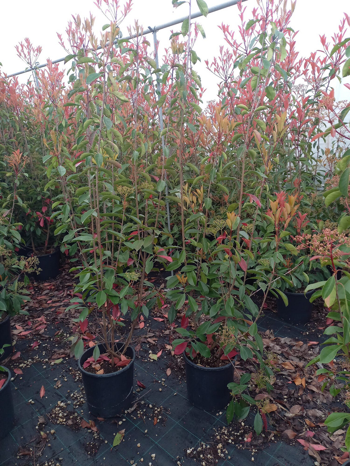 PHOTINIA RED ROBIN, FOTINIA SIEPE - vaso Ø 28 cm, h 180-200 cm