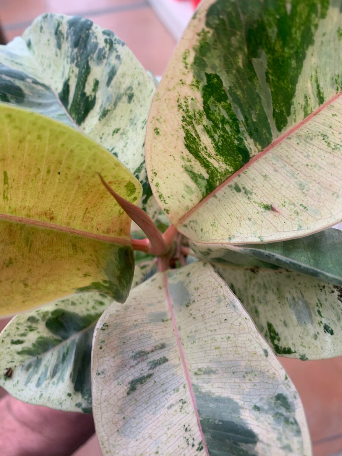 FICUS ELASTICA SHIVEREANA VARIEGATA - vaso Ø12 cm