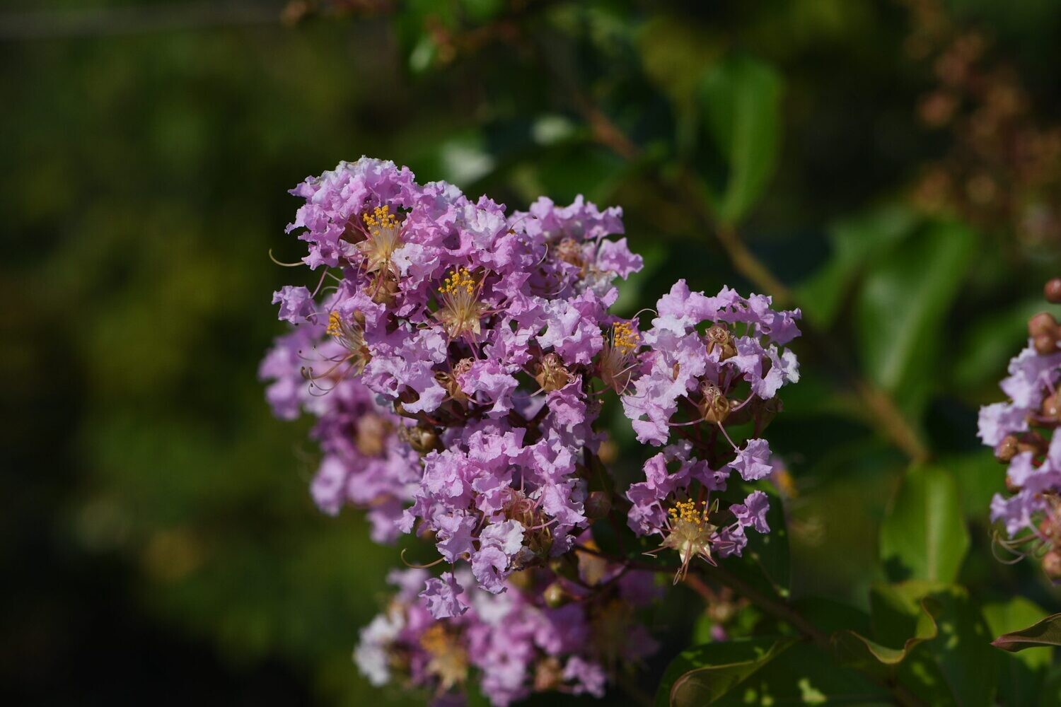 Lagerstroemia indica 'Muskogee', Mirto crespo - vaso 3 litri