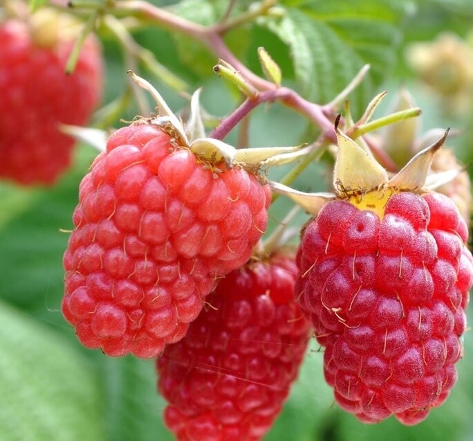 Lampone rosso ' Heritage ' , Rubus idaeus, rifiorente tardivo - vaso ...