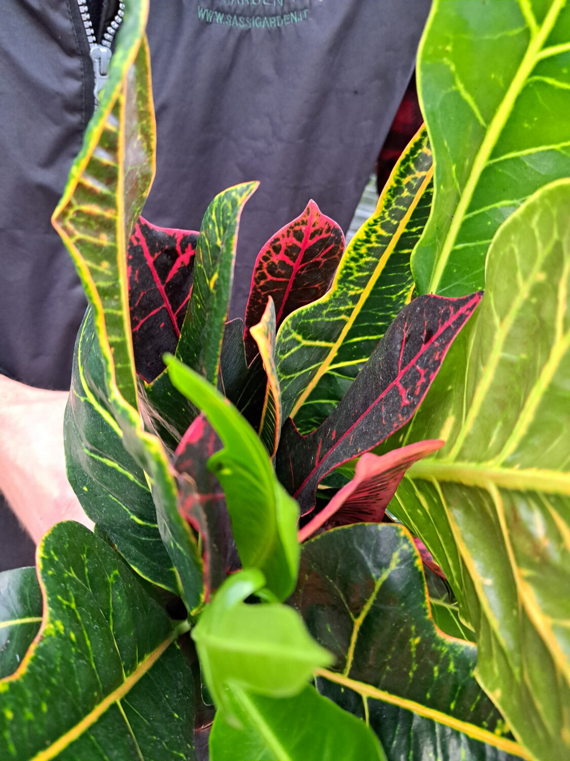 Croton Codiaeum Excellent vaso Ø 20 cm