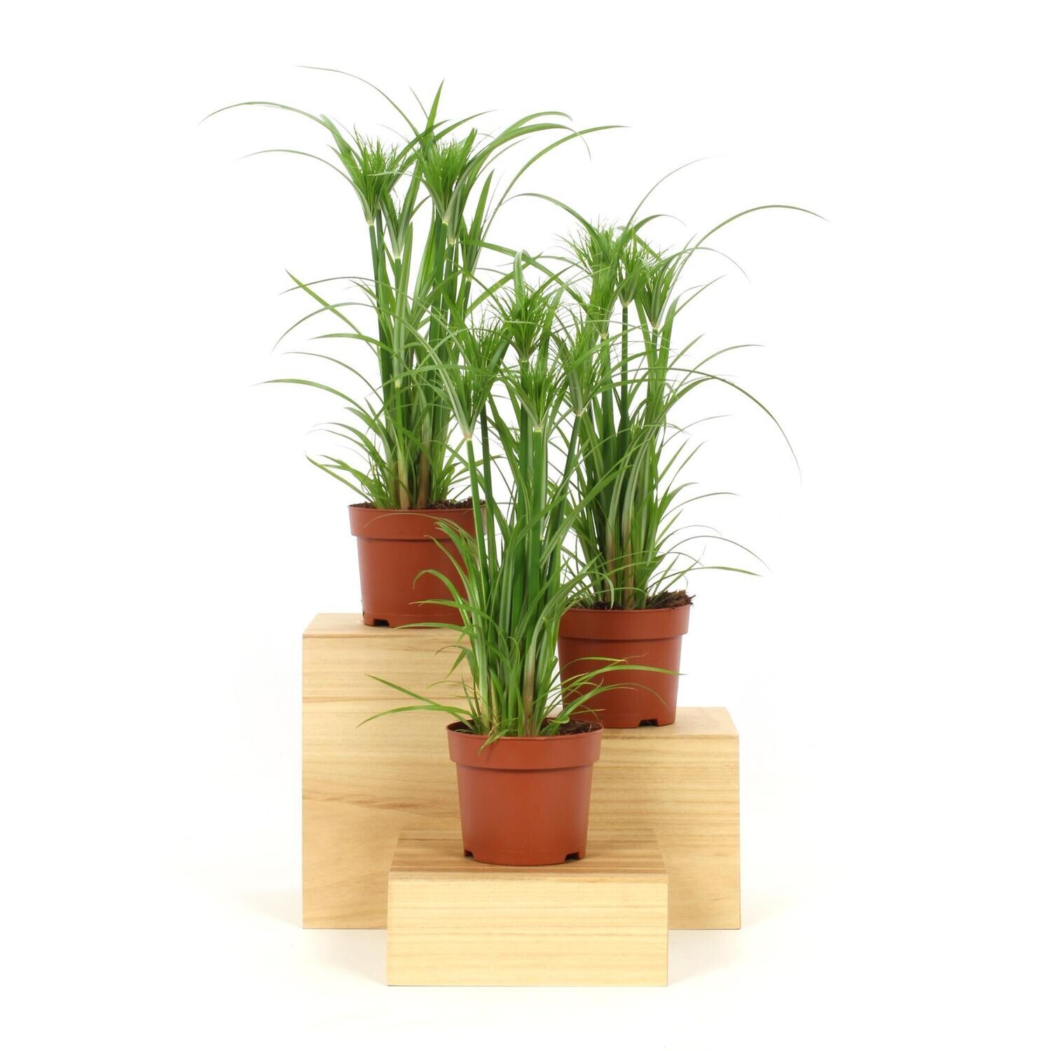 Papiro Nano. Cyperus Percamenthus vaso 24