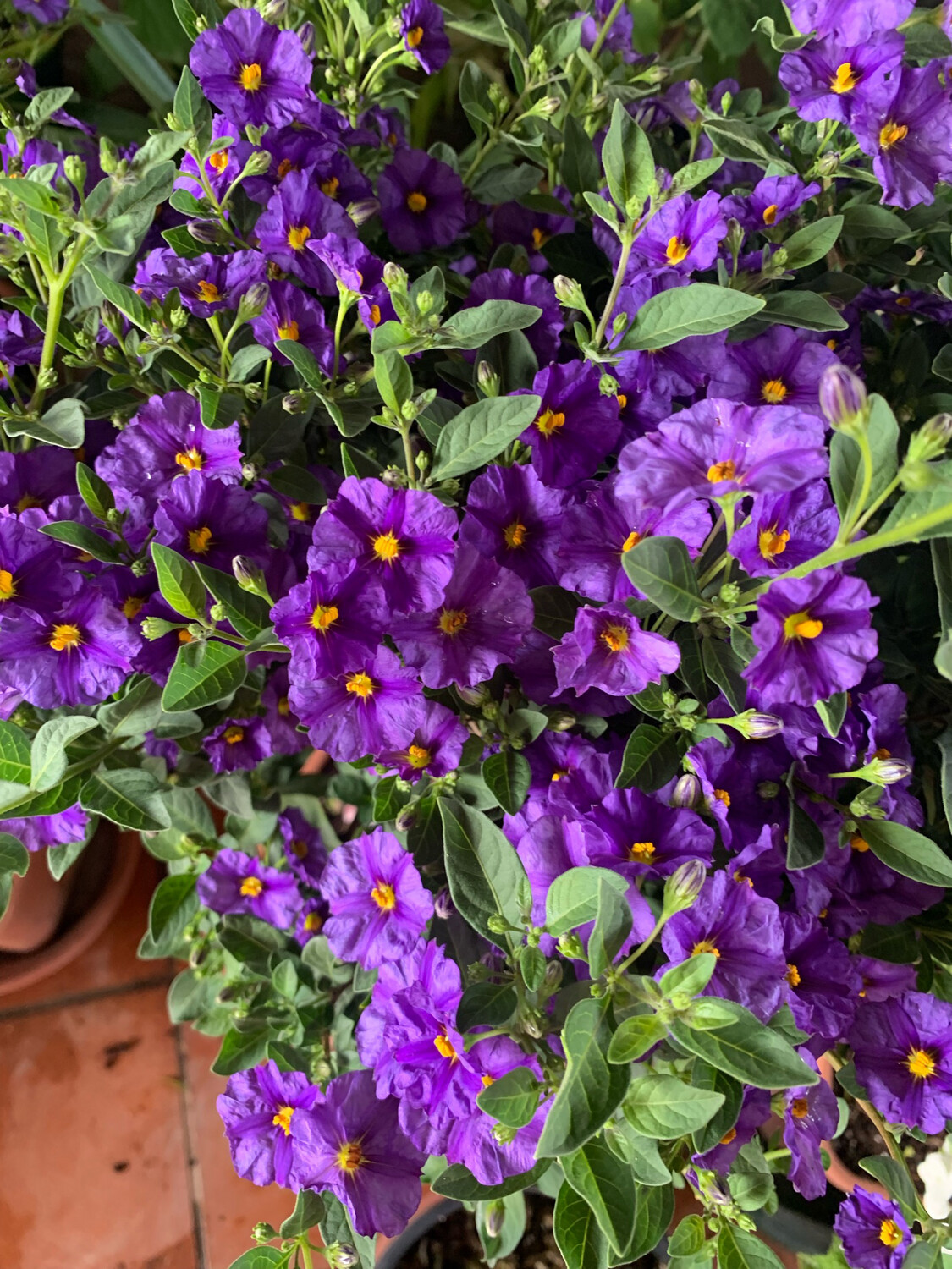 Solanum rantonetti vaso 21 Alberetto