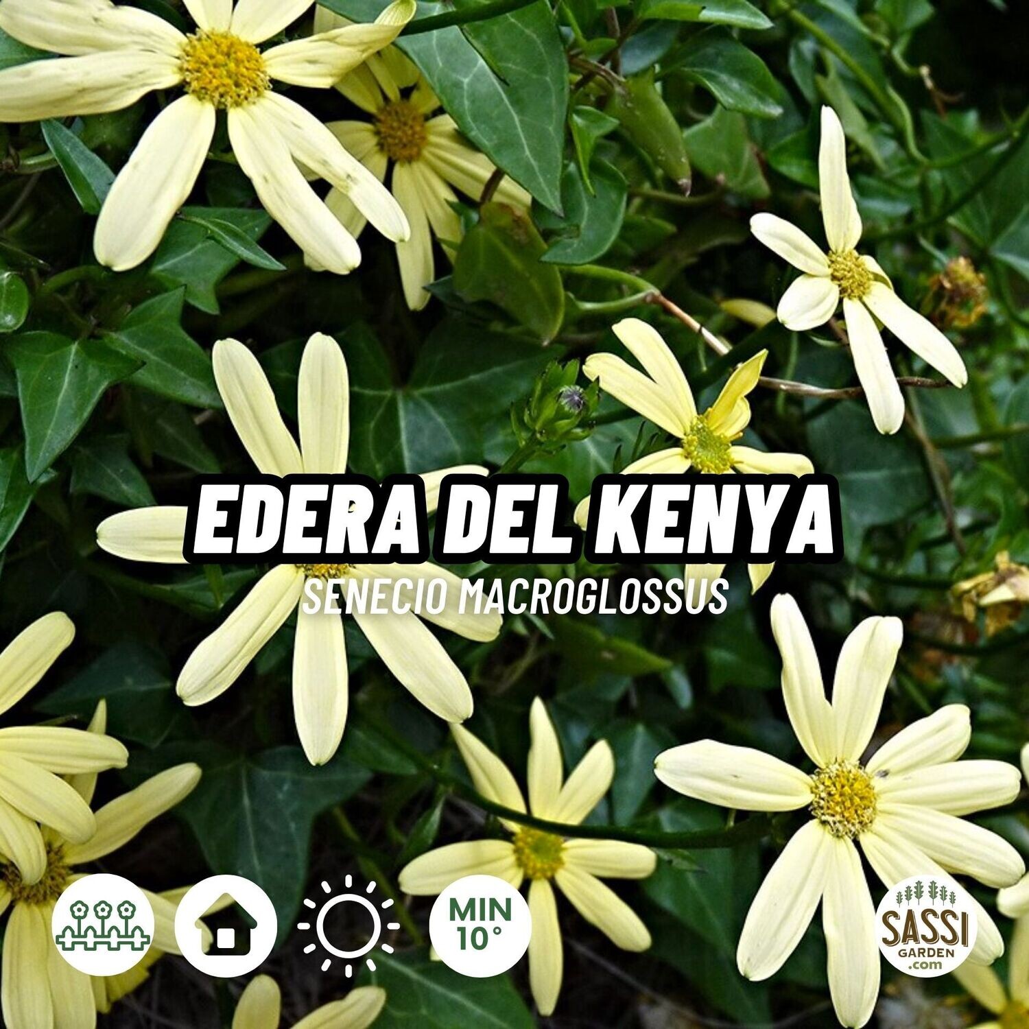 SENECIO MACROGLOSSUS FOGLIA VERDE, EDERA DEL KENYA - vaso Ø 12 cm