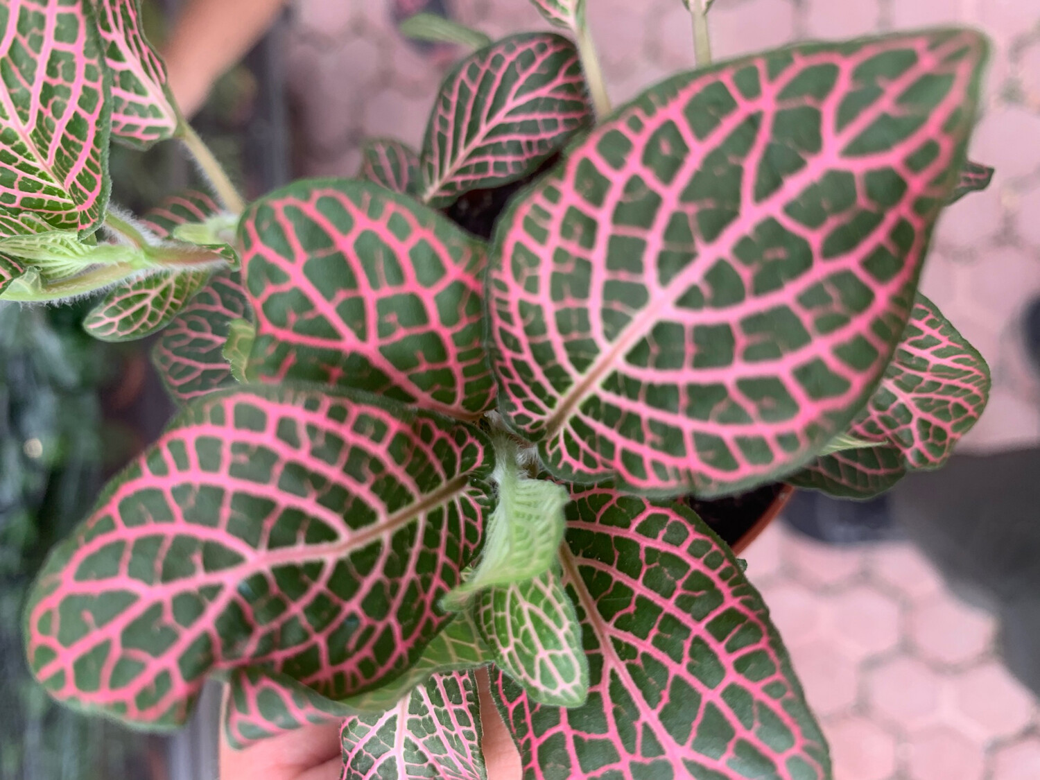 Fittonia 'Red Angel' - vaso Ø8,5 cm