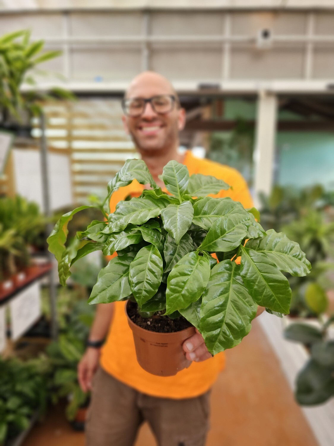 Pianta del Caffè, Coffea Arabica - vaso Ø12 cm