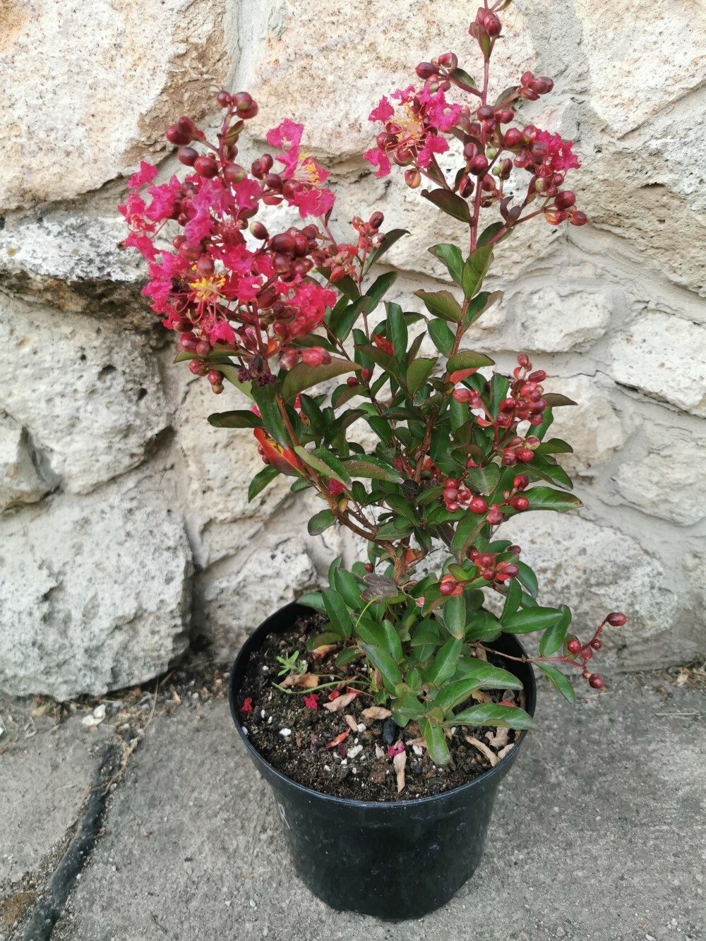Lagerstroemia indica Nana ROSSA, Mirto crespo - vaso Ø 24cm H 100cm