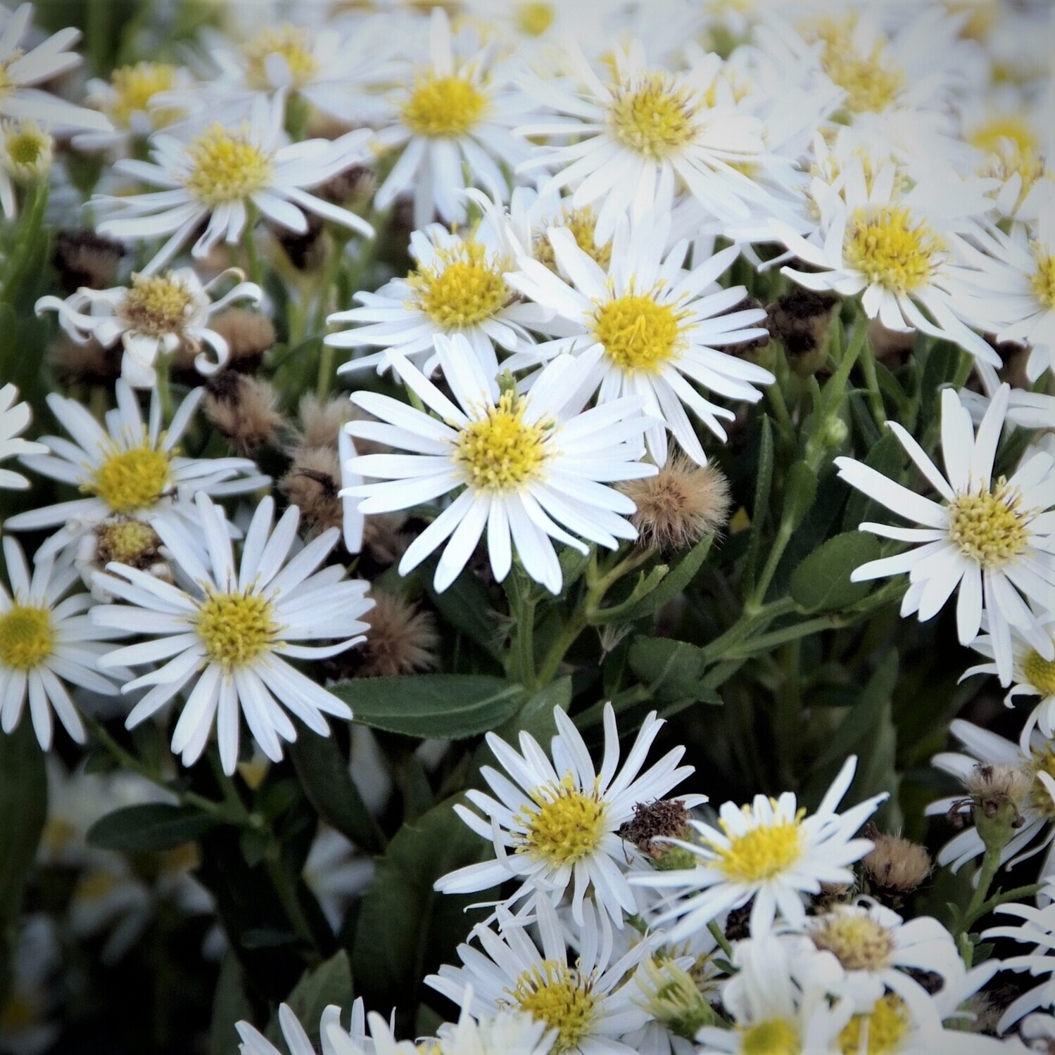 Aster Domusus "Apollo" Astro Settembrino vaso 18