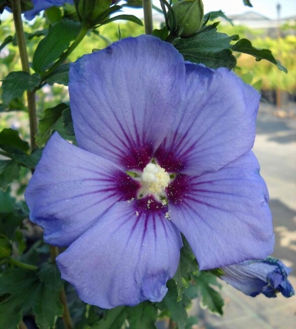 Hibiscus syriacus "Ultramarine"- Ibisco - vaso 20x26