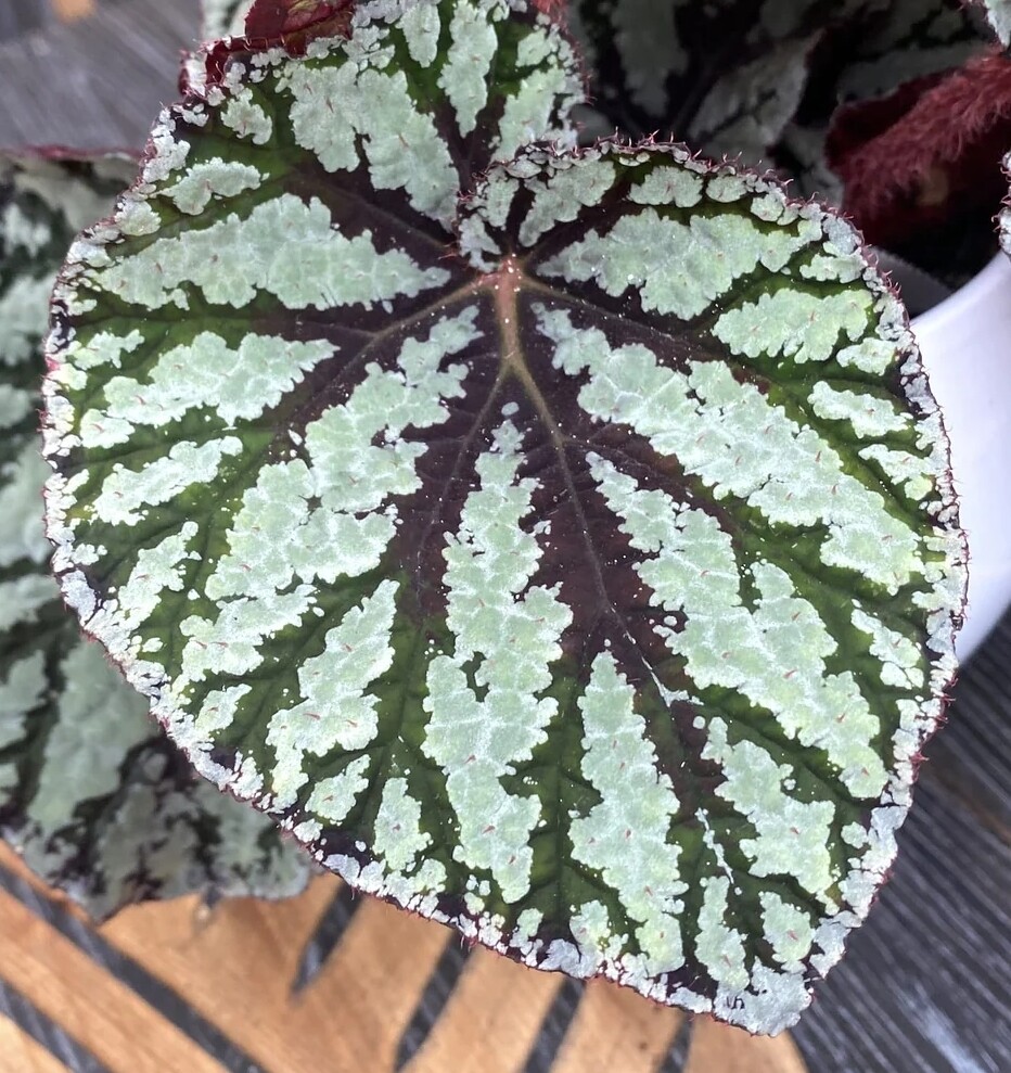 Begonia Rex 'Magic Colours Fedor' - vaso Ø17 cm